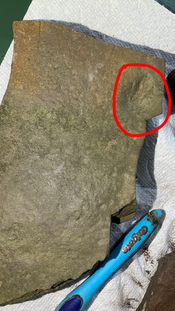 Maryland Triassic Trace Fossils - Fossil ID - The Fossil Forum