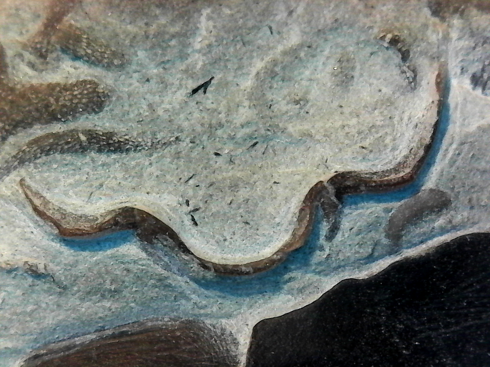 Odd shapes in shale - Fossil ID - The Fossil Forum