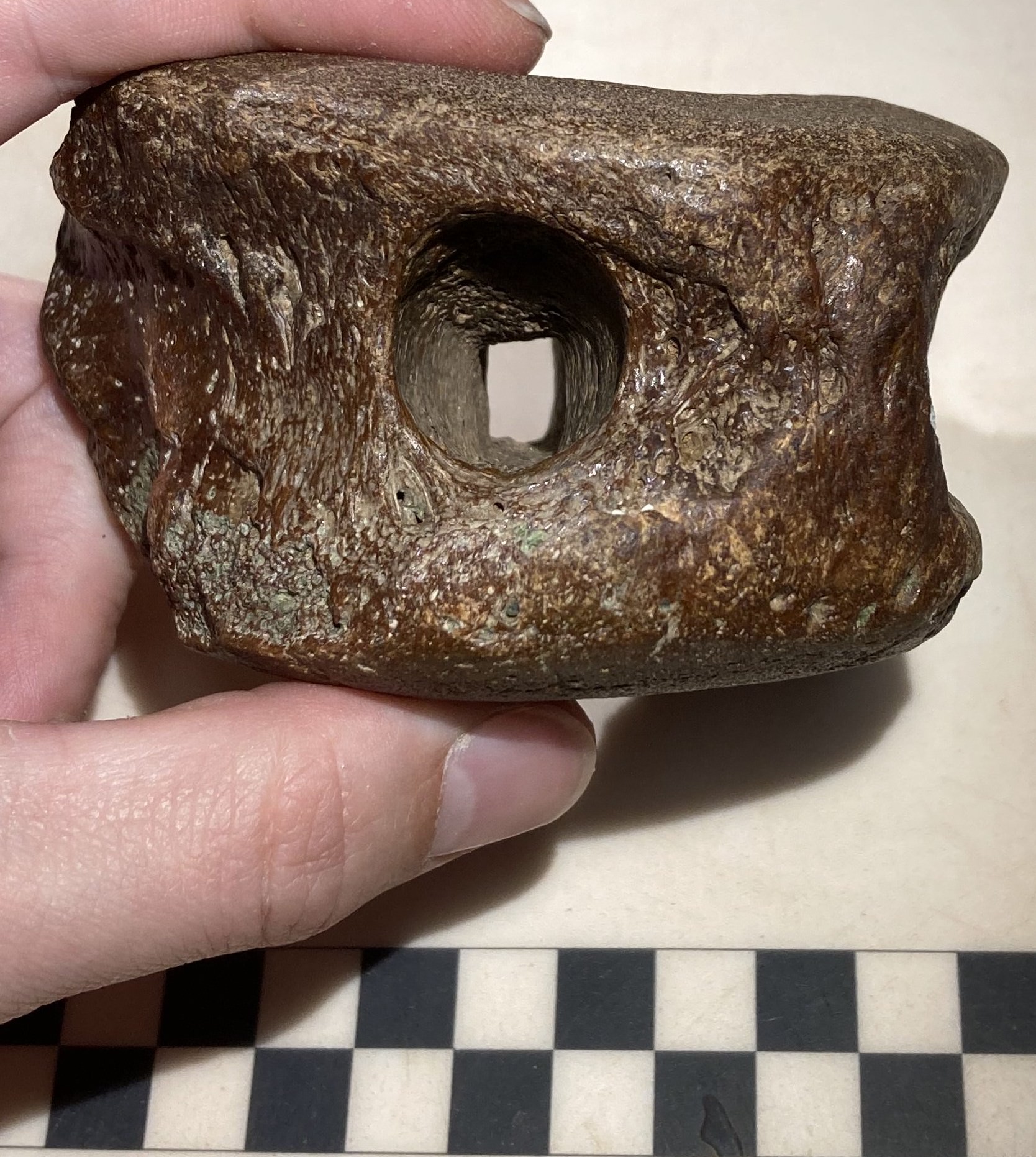 Ideas on Pathological Centrum? - Fossil ID - The Fossil Forum