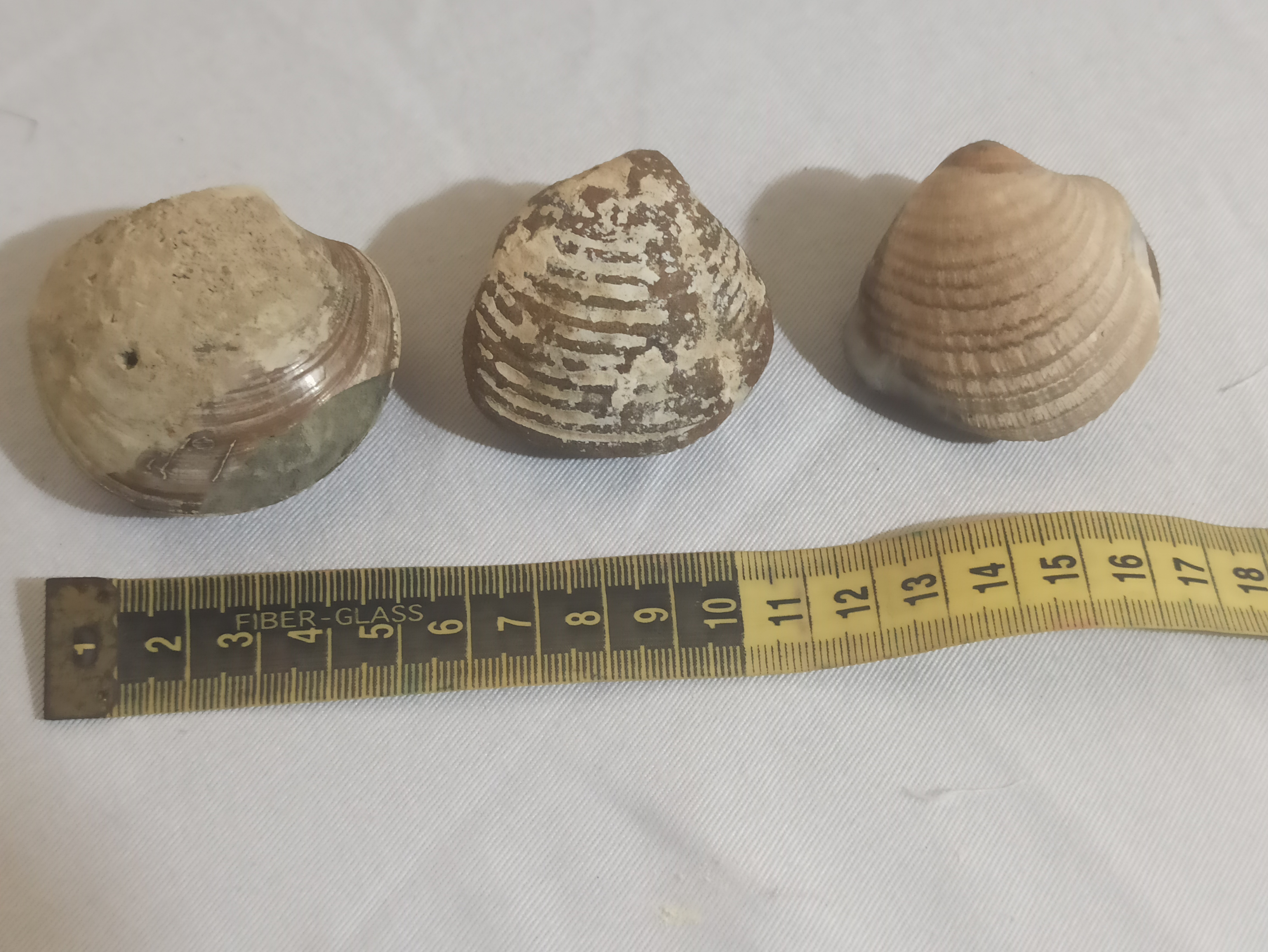 help with identifying these shells - Fossil ID - The Fossil Forum