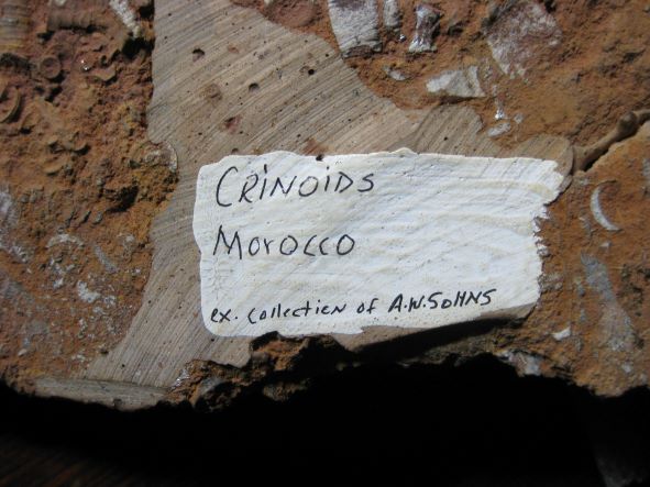 Crinoid Morocco - Fossil ID - The Fossil Forum