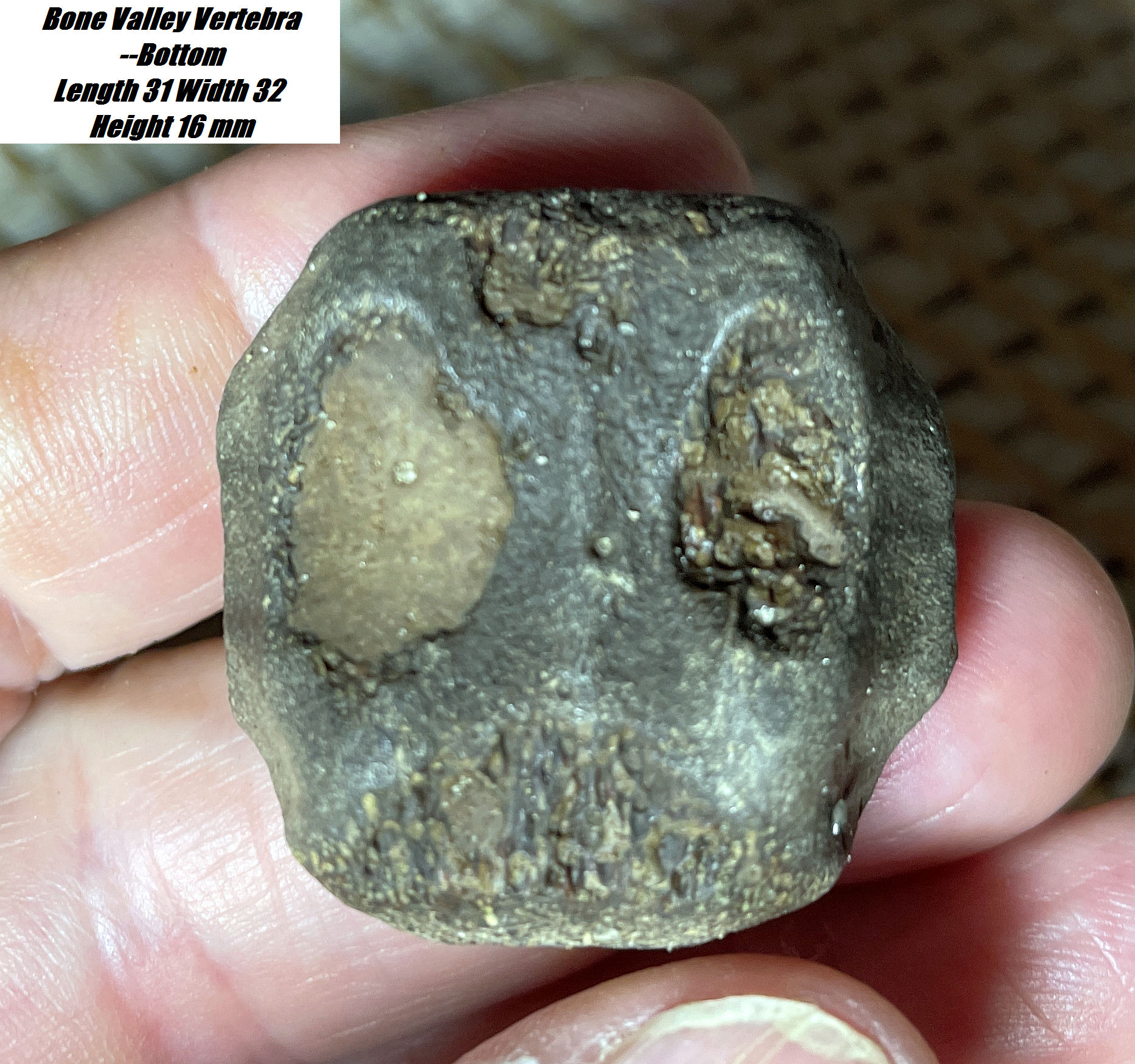 Unknown Bone Valley Vertebra - Fossil ID - The Fossil Forum