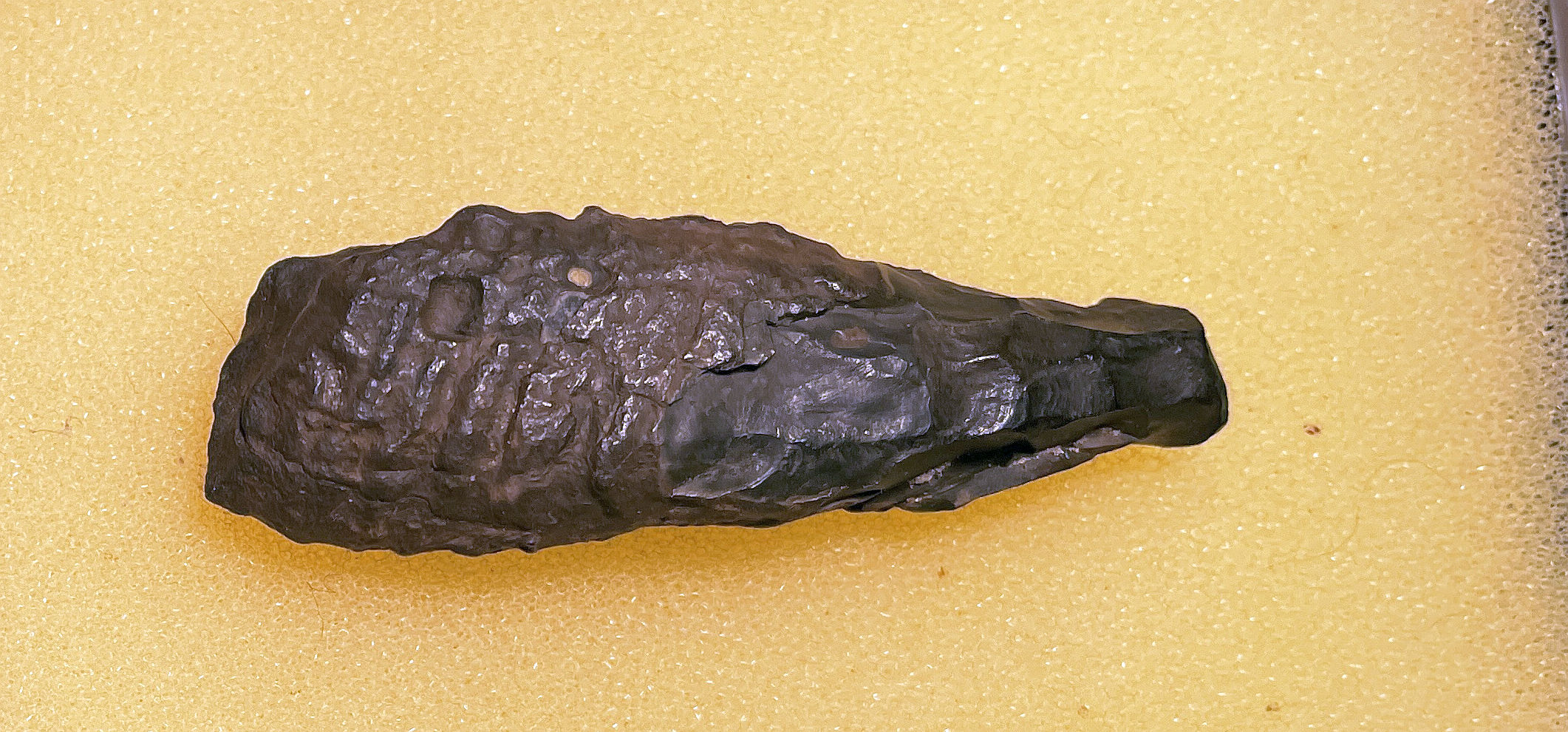 Bone Valley Oddity - Fossil ID - The Fossil Forum