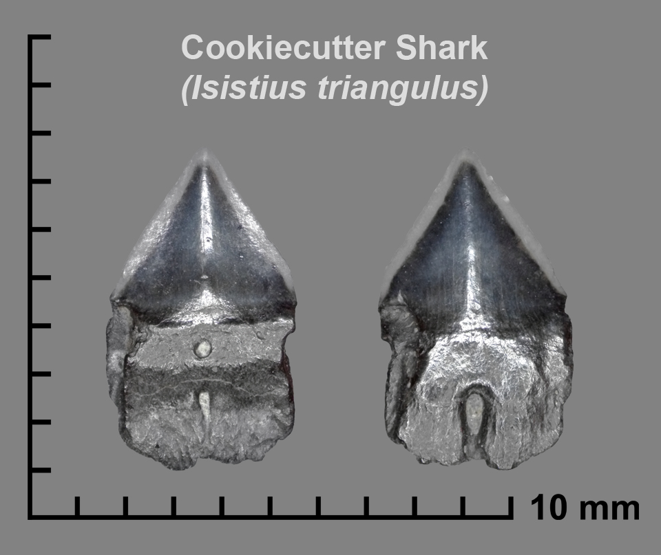 Show Us Your Fossils Challenge Mode: Ordered By Geologic Time Period ...