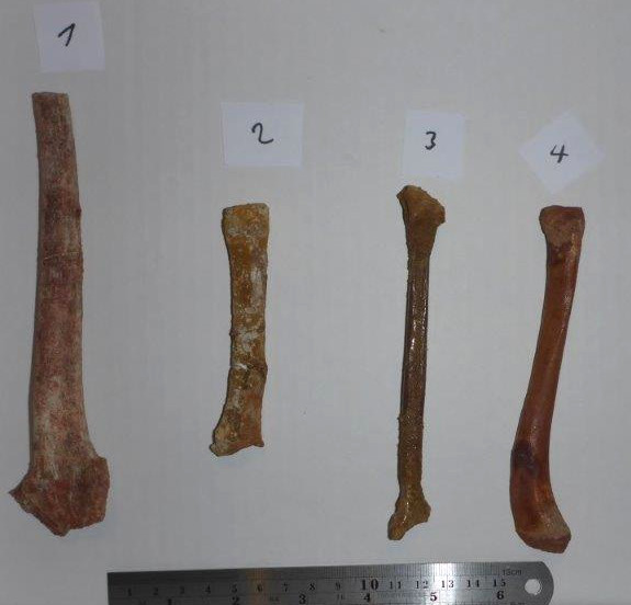 Kem Kem +x bones and teeth - Fossil ID - The Fossil Forum