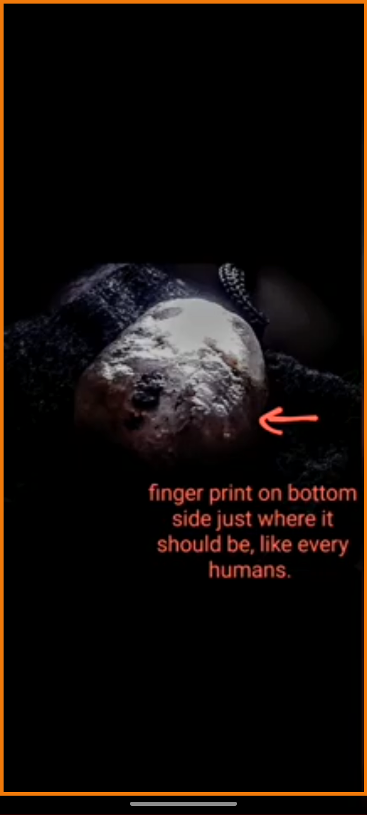 Petrified Fingertip - Fossil ID - The Fossil Forum
