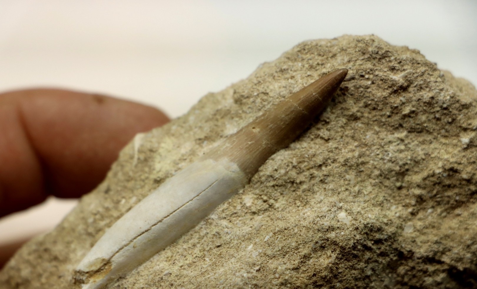 Zarafasaura oceanis with root? - Is It Real? How to Recognize Fossil ...