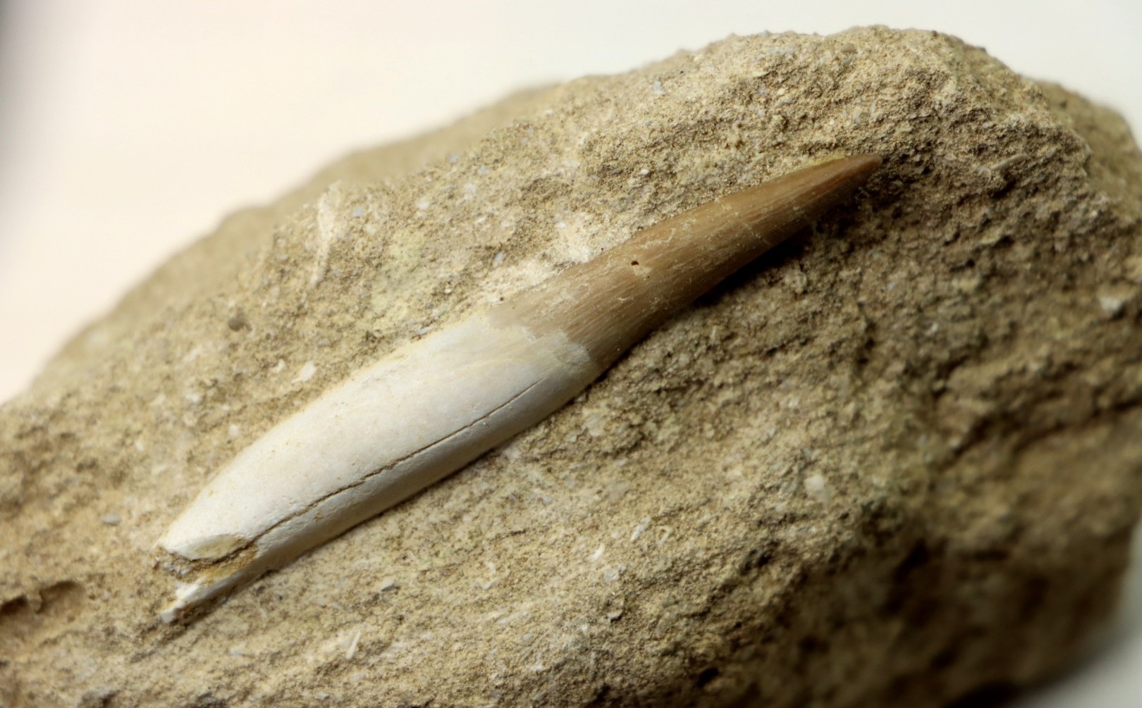 Zarafasaura oceanis with root? - Is It Real? How to Recognize Fossil ...