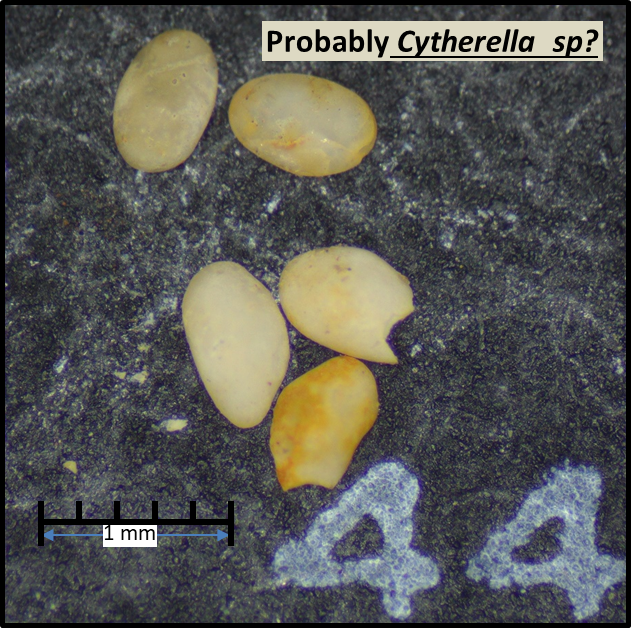 Whiskey Bridge Ostracods - Micro-paleontology - The Fossil Forum