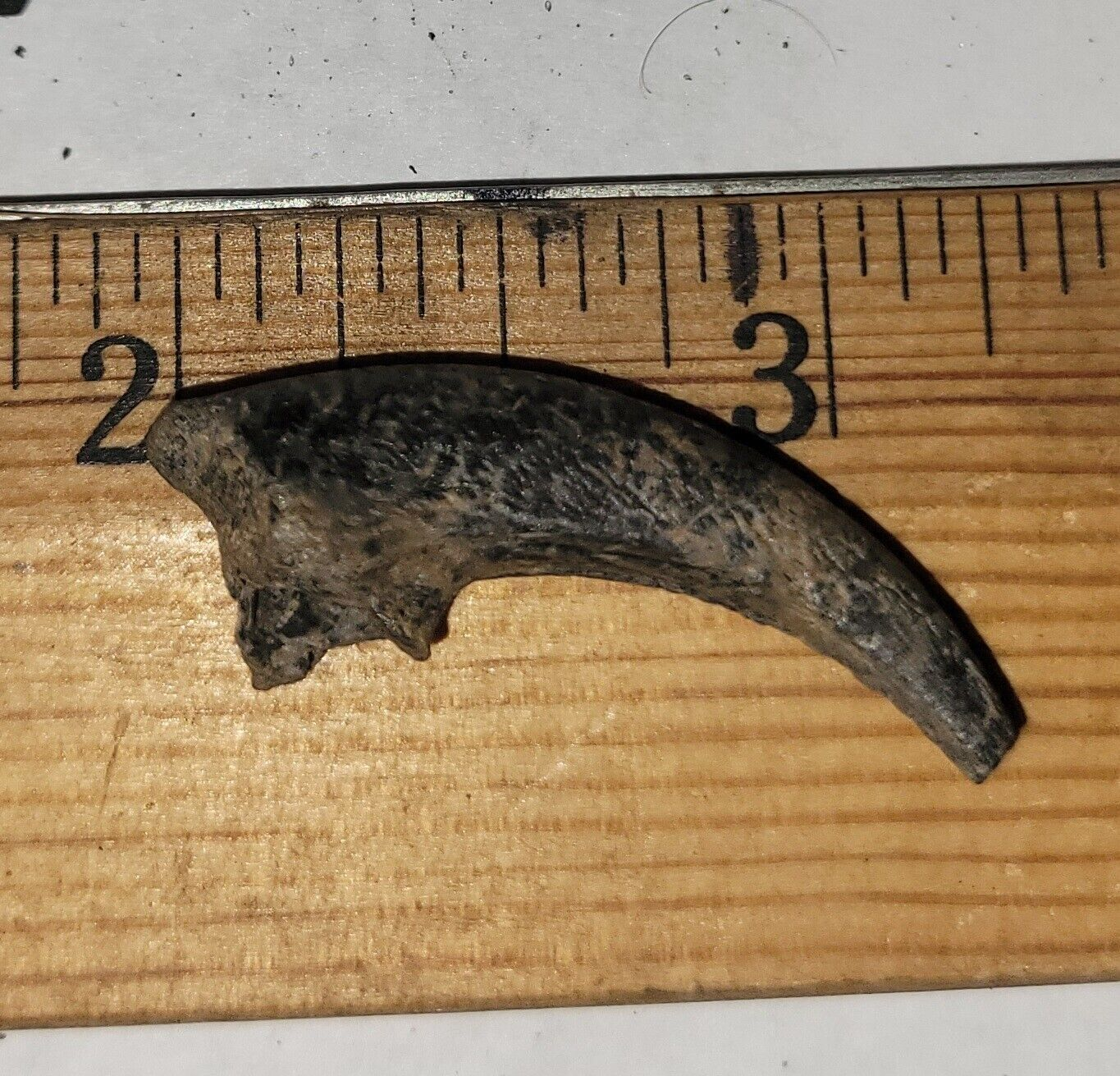 Bird Claw Florida? - Fossil ID - The Fossil Forum
