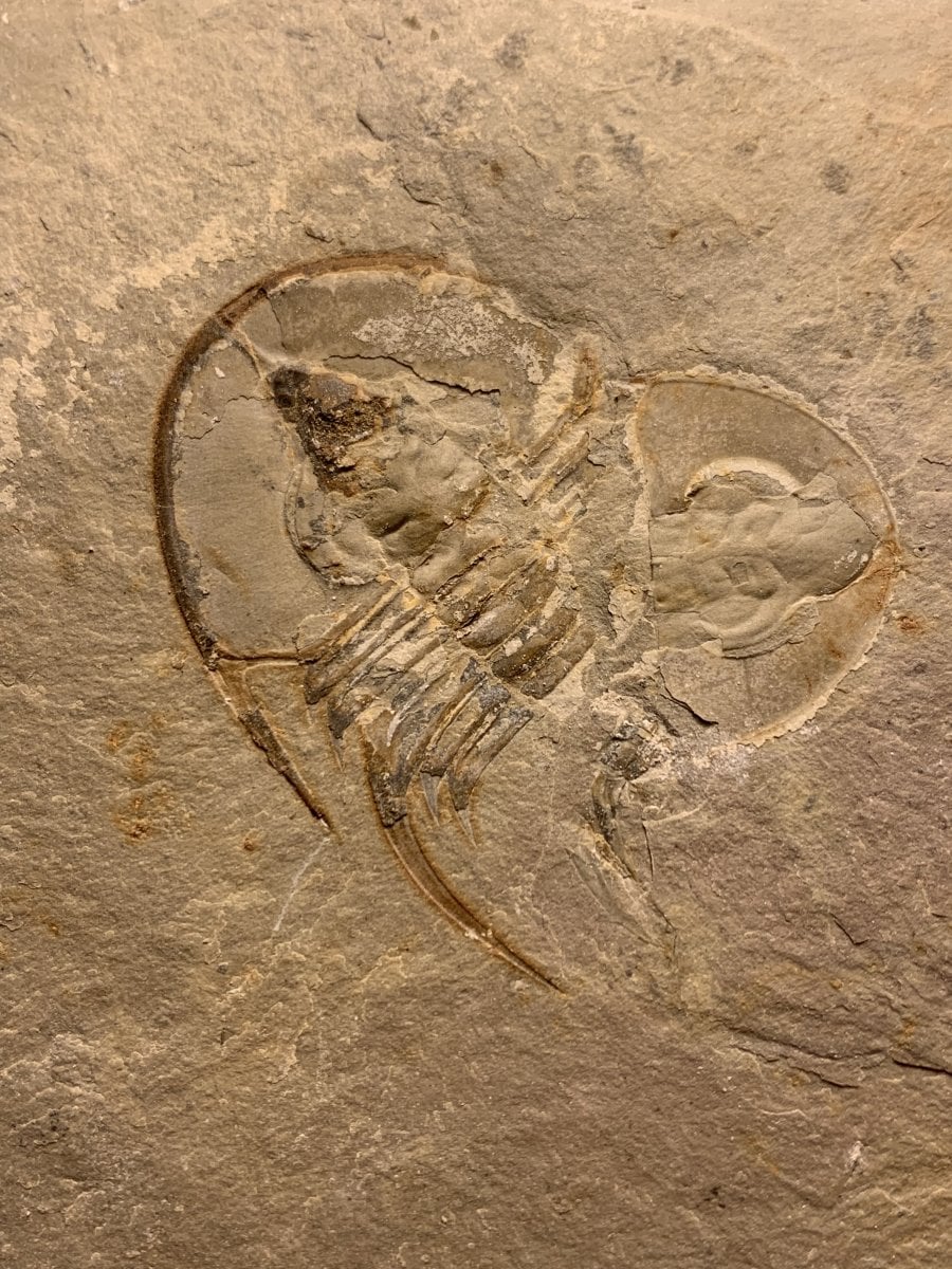 Olenellus chiefensis w/ O. terminatus Cephalon - Cambrian - The Fossil ...