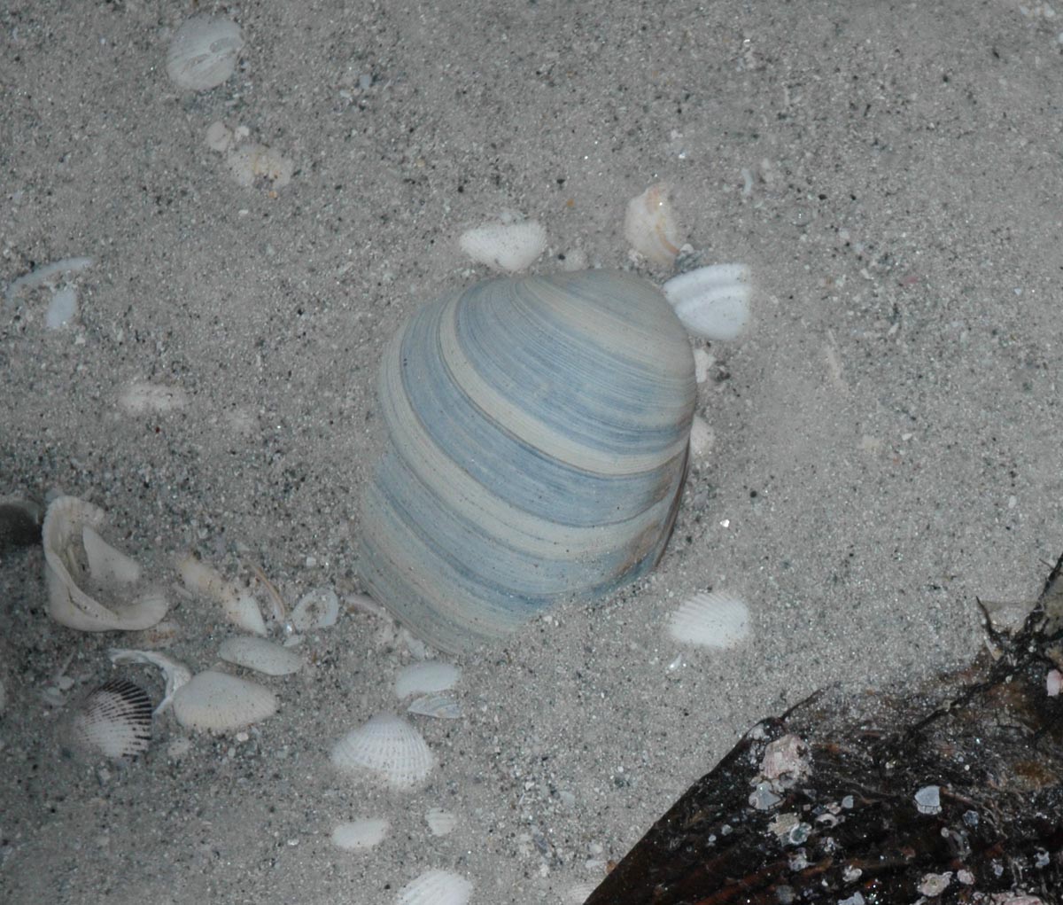Preservation of colour in fossil shells - Page 2 - Questions & Answers ...