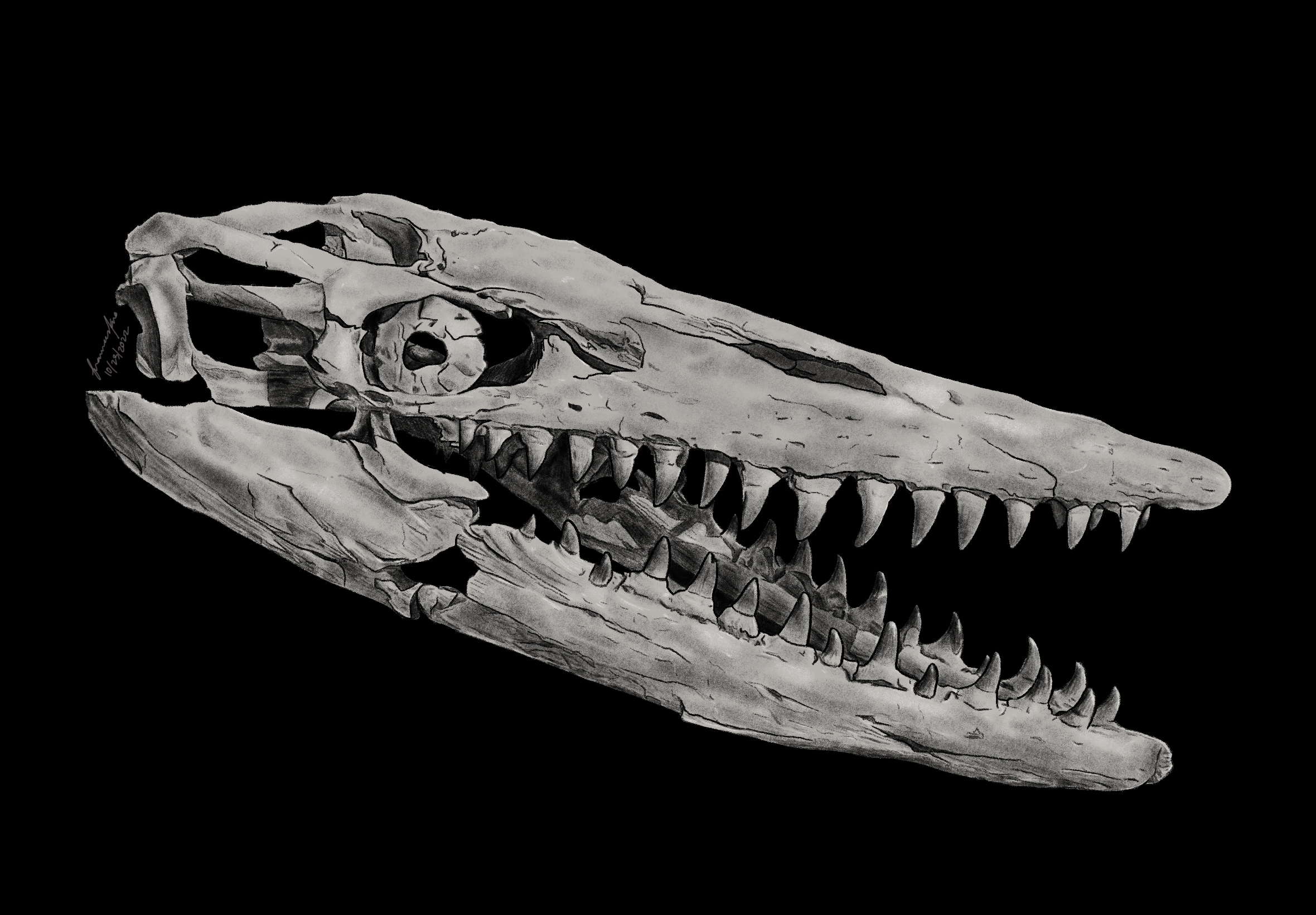 Introducing Hainosaurus boubker, Last of the Great Tylosaurs. - Fossil ...