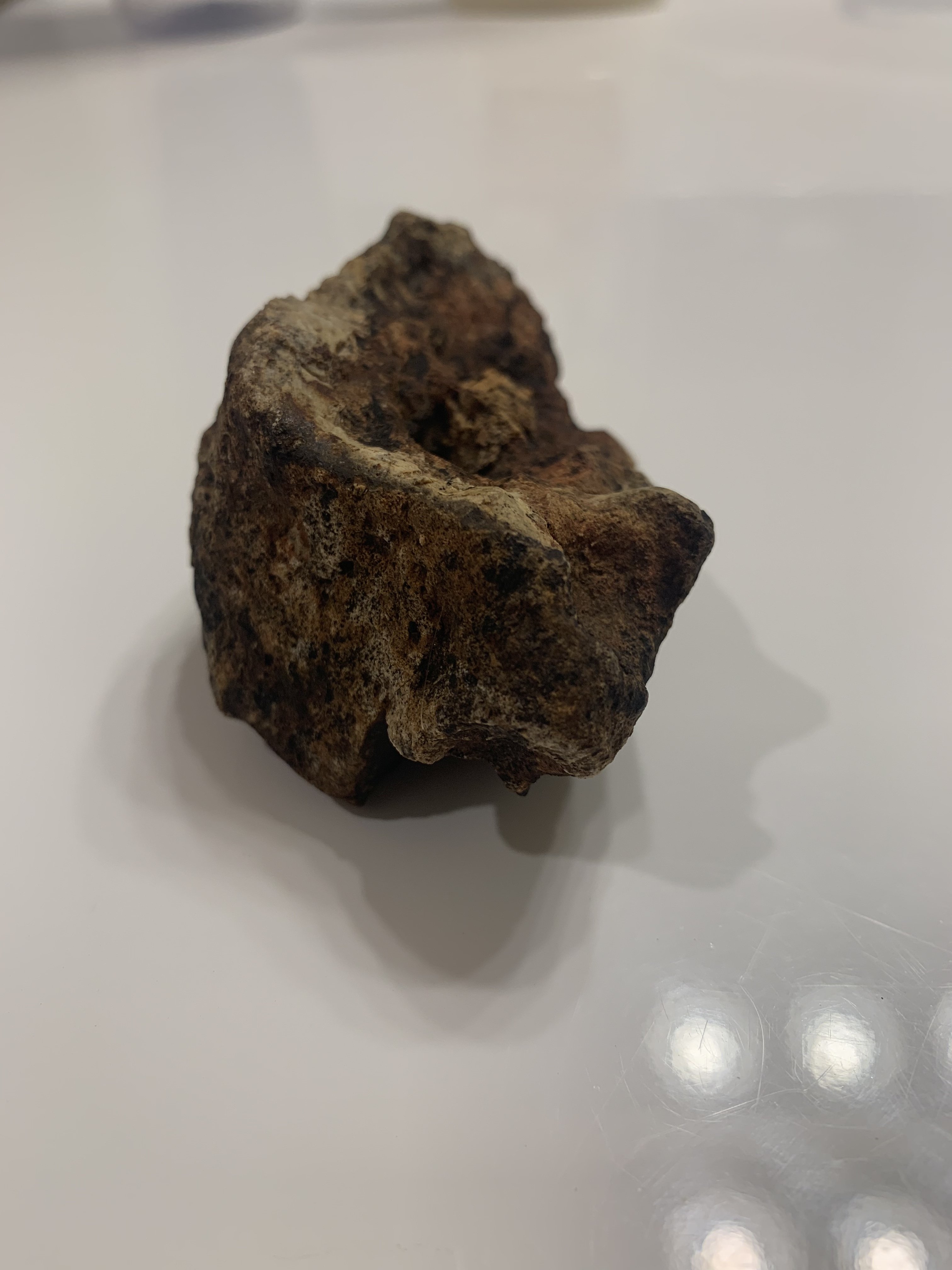 Fossil or rock? - Fossil ID - The Fossil Forum