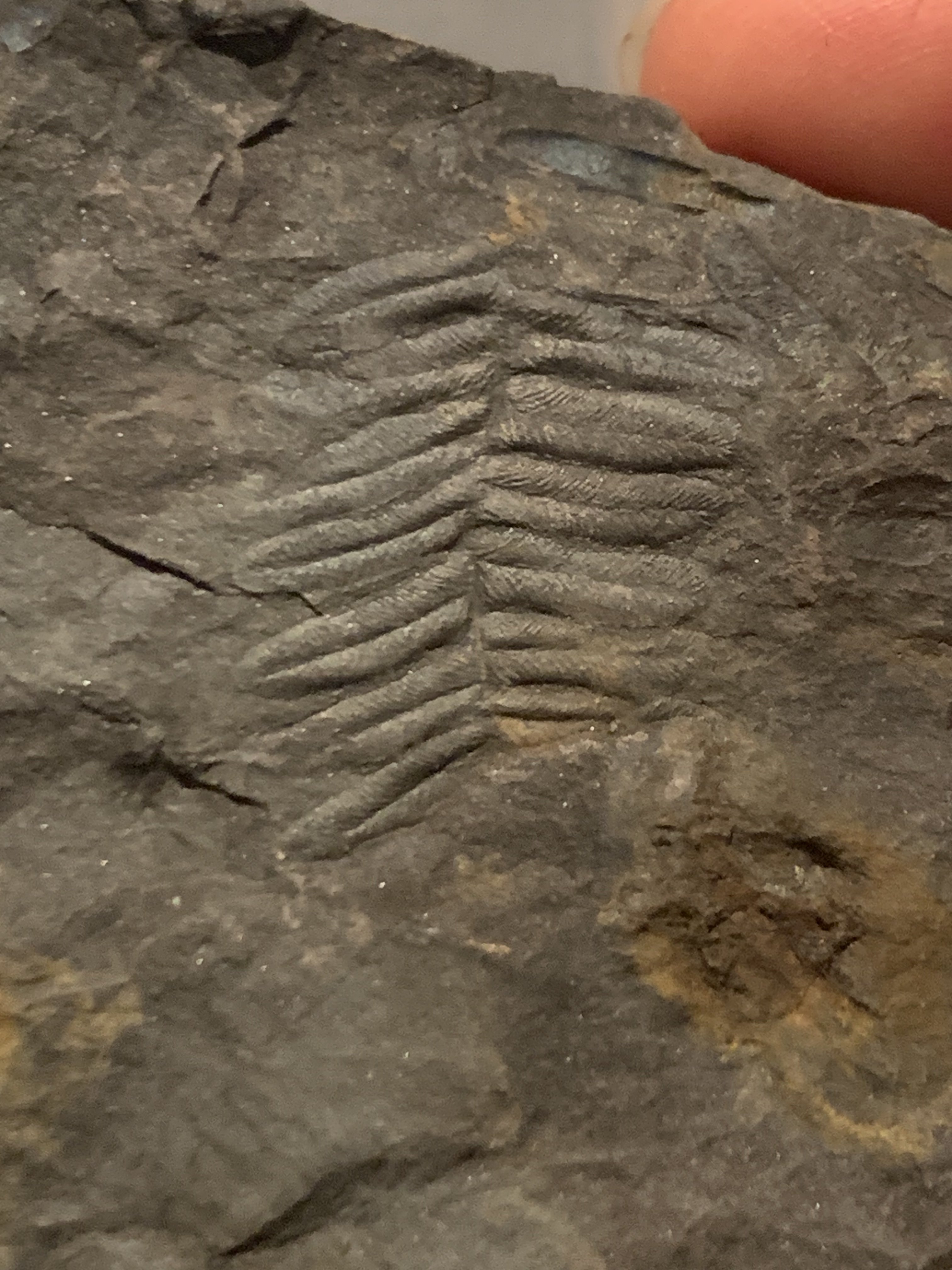 2/9 Pottsville formation Pennsylvania - Fossil ID - The Fossil Forum