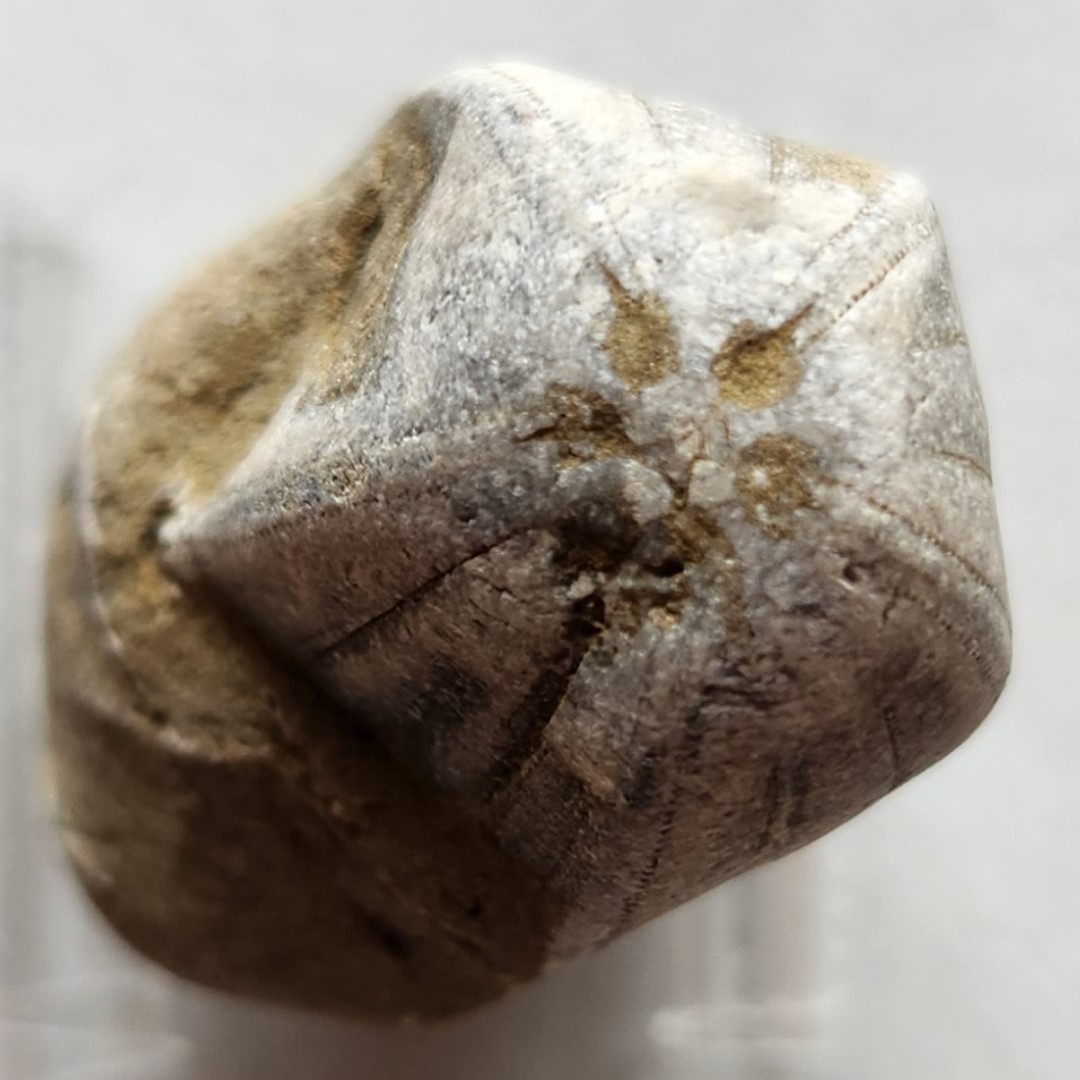 Thunder Bay Formation- Partridge Point Blastoids - Fossil Hunting Trips ...