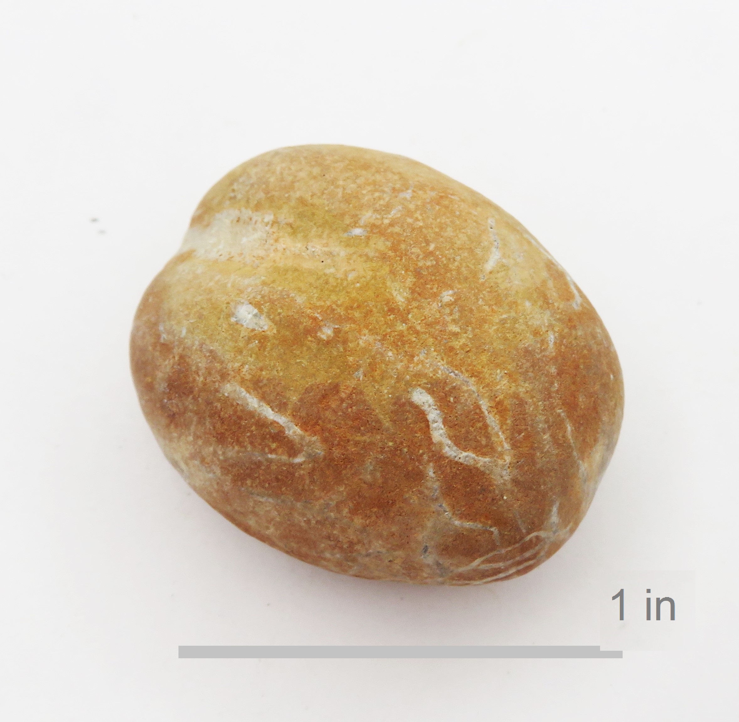 Texas Echies - Some NEW ones FINALLY! - Fossil Hunting Trips - The ...