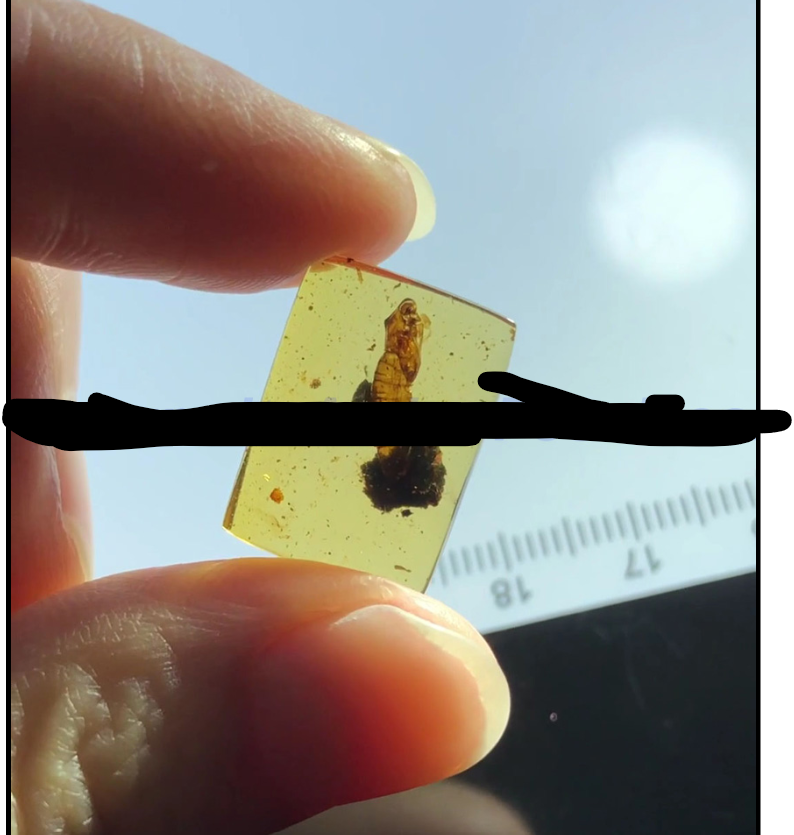 Is this genuine praying mantis amber? - Is It Real? How to Recognize ...