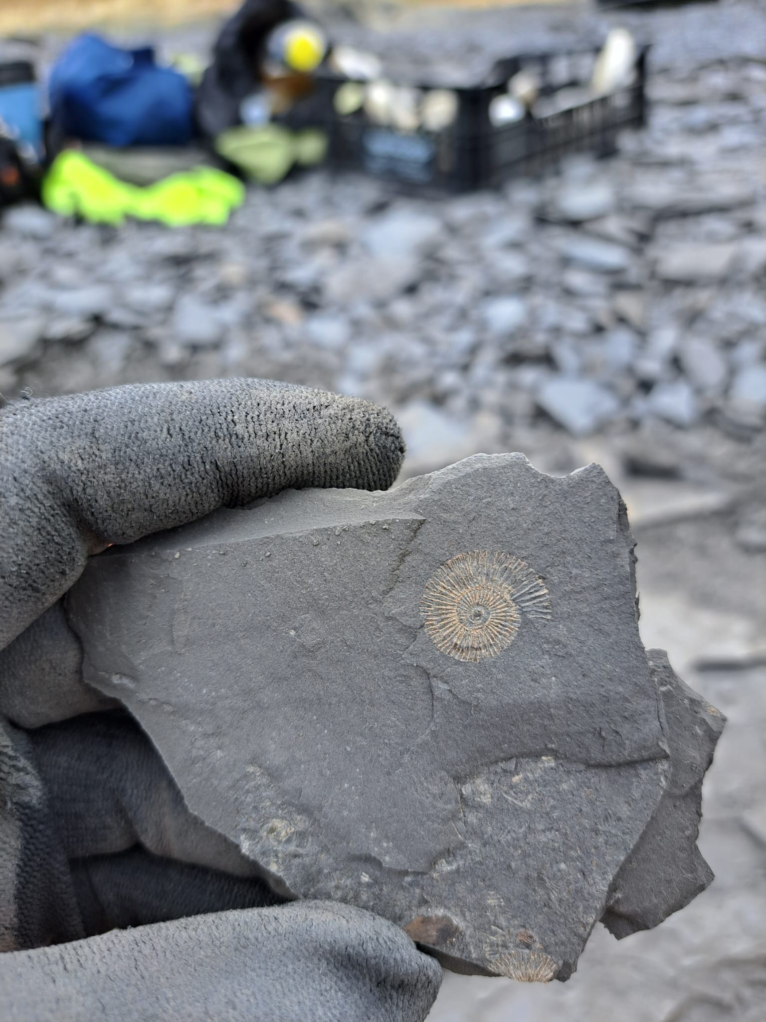 Two days in the famed Holzmaden quarry, Germany - Fossil Hunting Trips ...