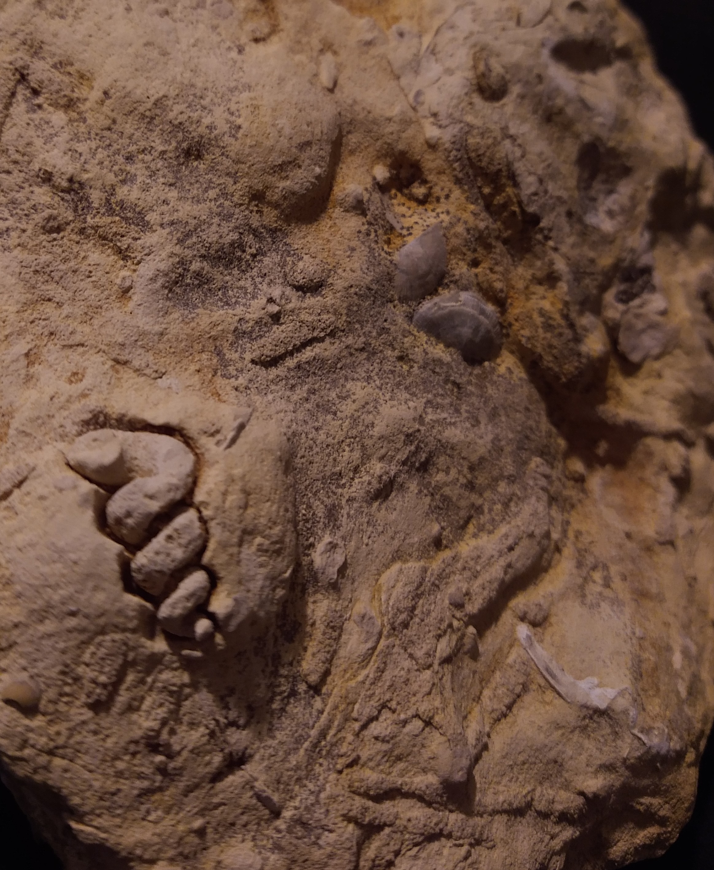 Dug up hundreds of thousands of fossils - Fossil Hunting Trips - The ...