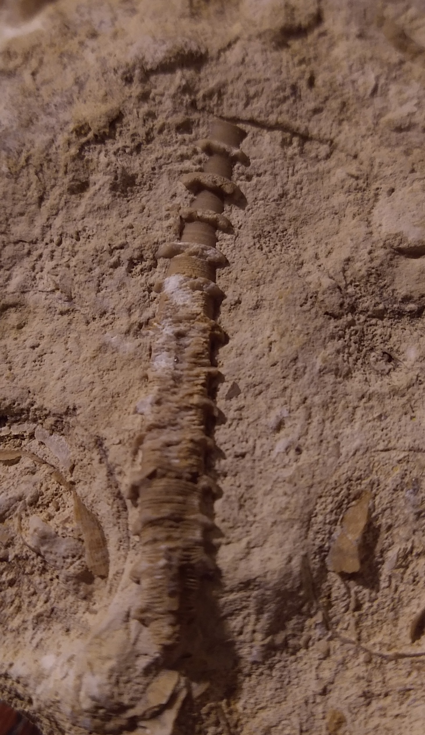 Dug up hundreds of thousands of fossils - Fossil Hunting Trips - The ...