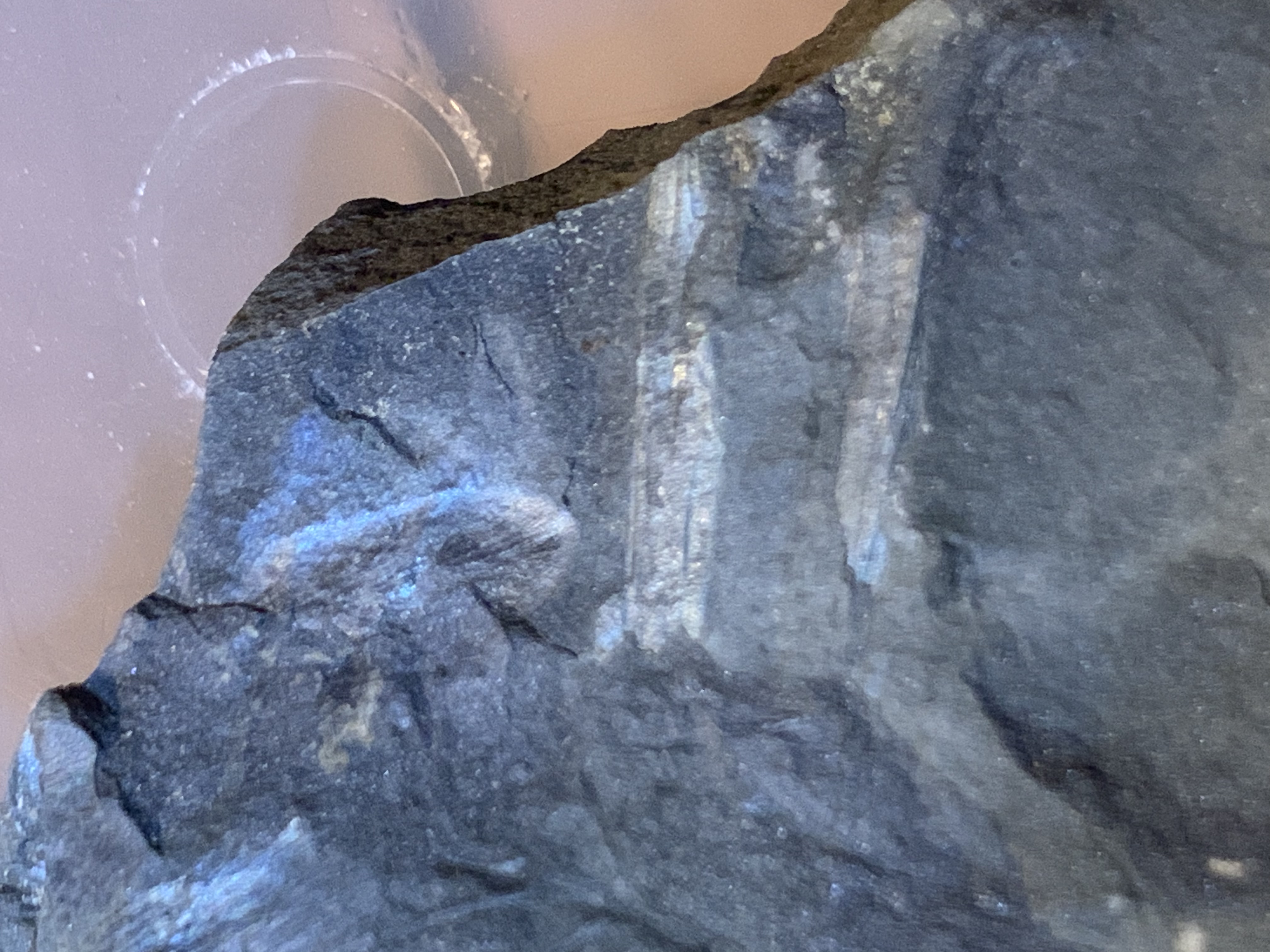 4/9 Pottsville formation Pennsylvania - Fossil ID - The Fossil Forum