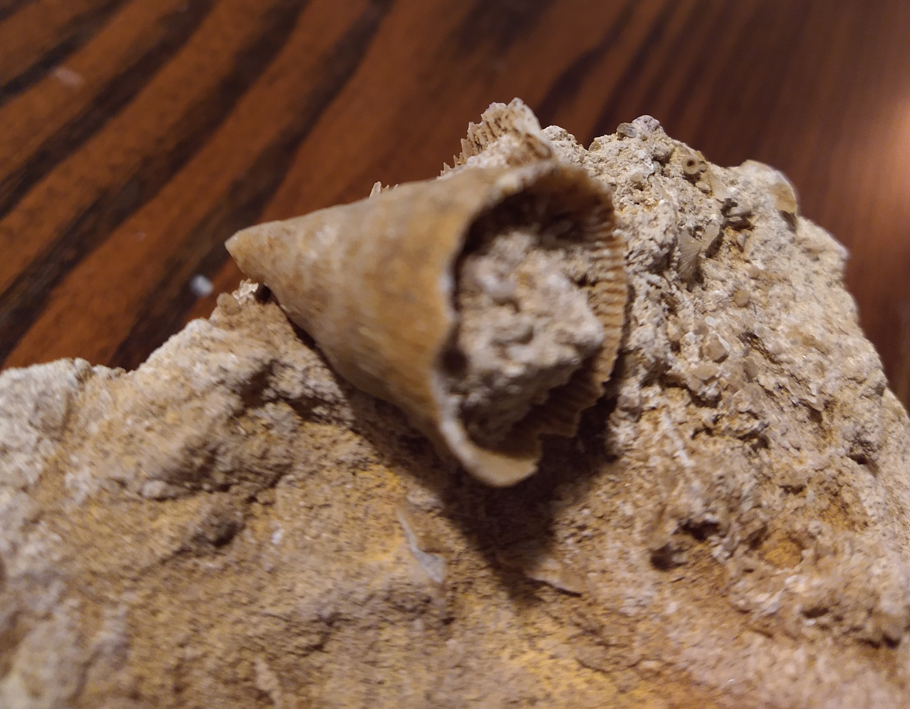 Dug up hundreds of thousands of fossils - Fossil Hunting Trips - The ...