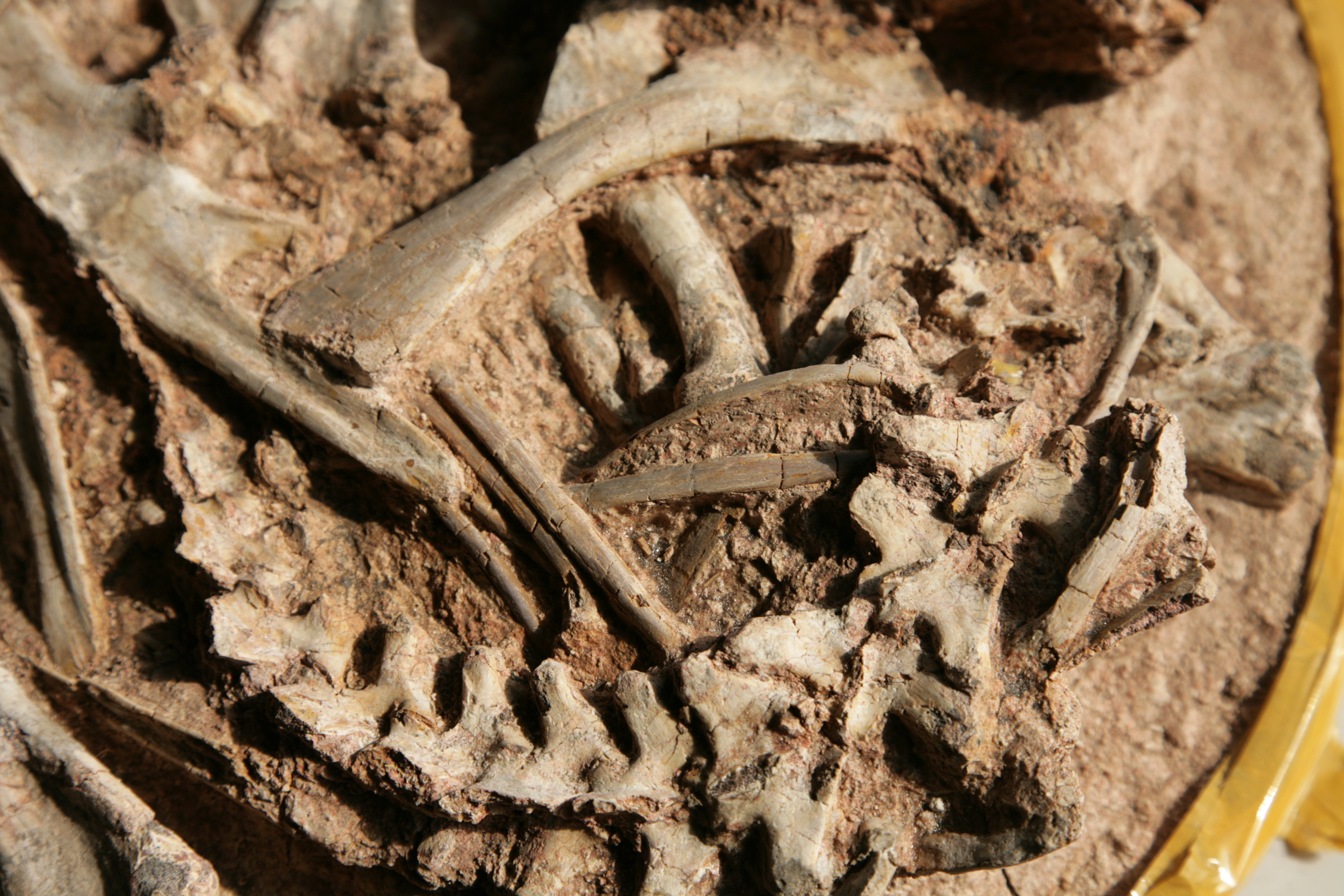 Collection of Psittacosaurus - Member Collections - The Fossil Forum