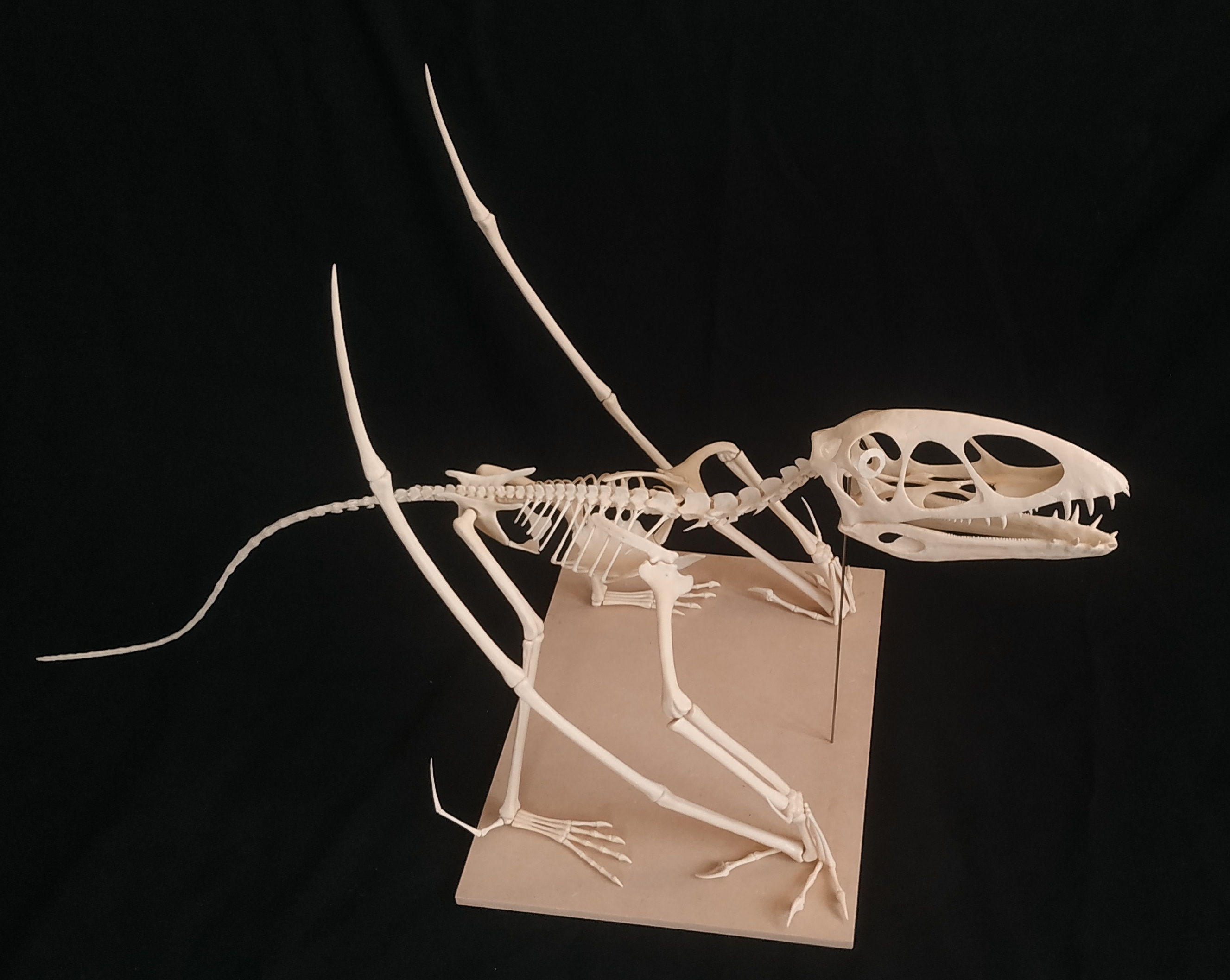 Dimorphodon macronyx skeleton reconstruction - Paleo Re-creations - The ...