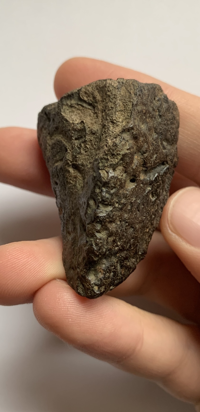 New Jersey Nodosaur Osteoderm - Member Collections - The Fossil Forum