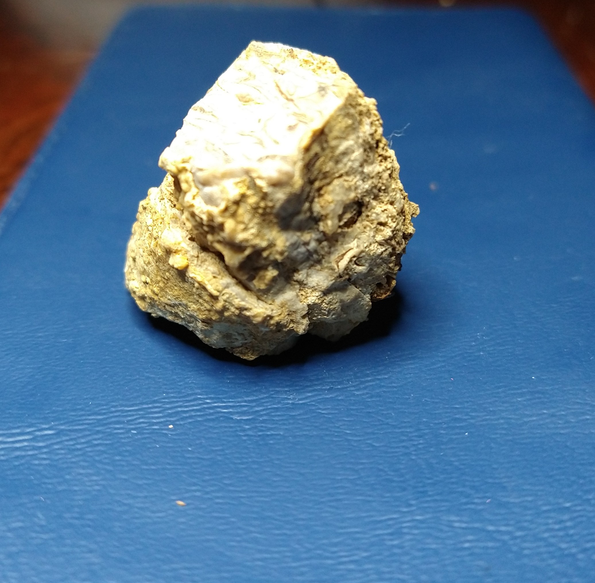 Barnacle? - Fossil ID - The Fossil Forum