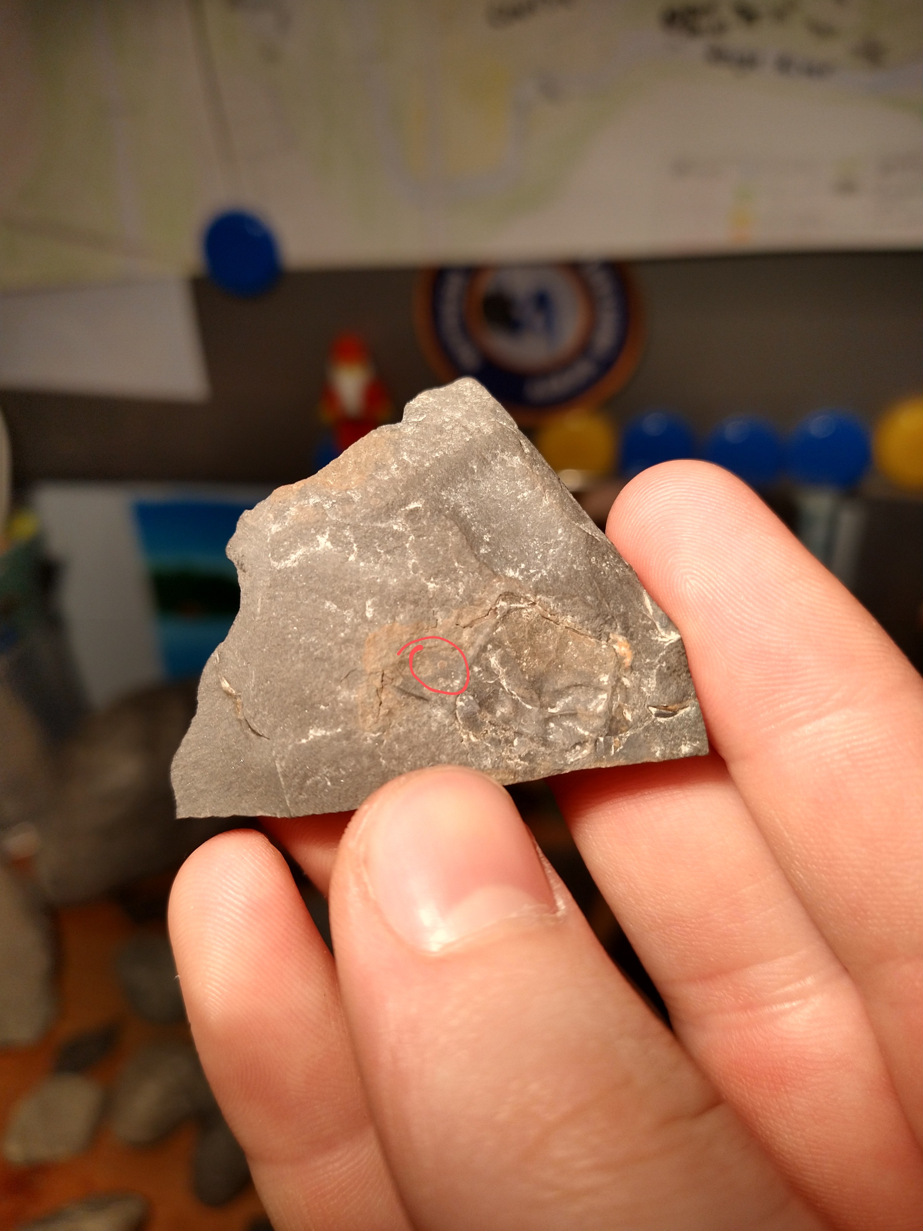 Possible Trilobite Eye - Fossil ID - The Fossil Forum