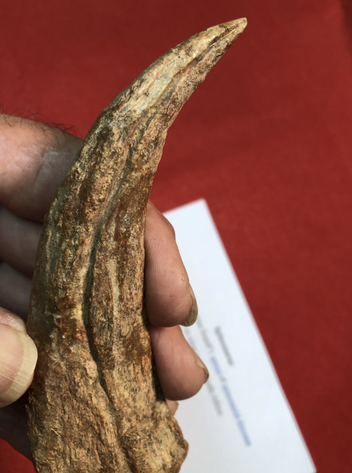 Is it real? Spinosaurus hand claw & finger bone - Is It Real? How to ...