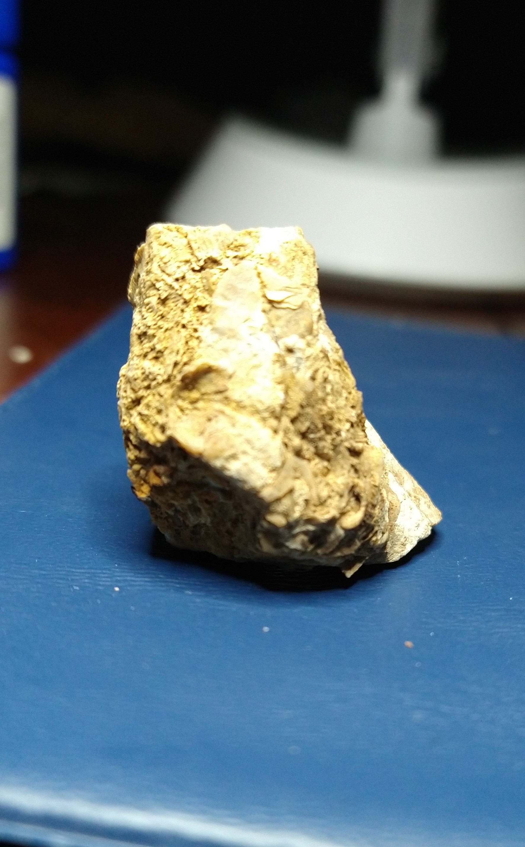 Barnacle? - Fossil ID - The Fossil Forum