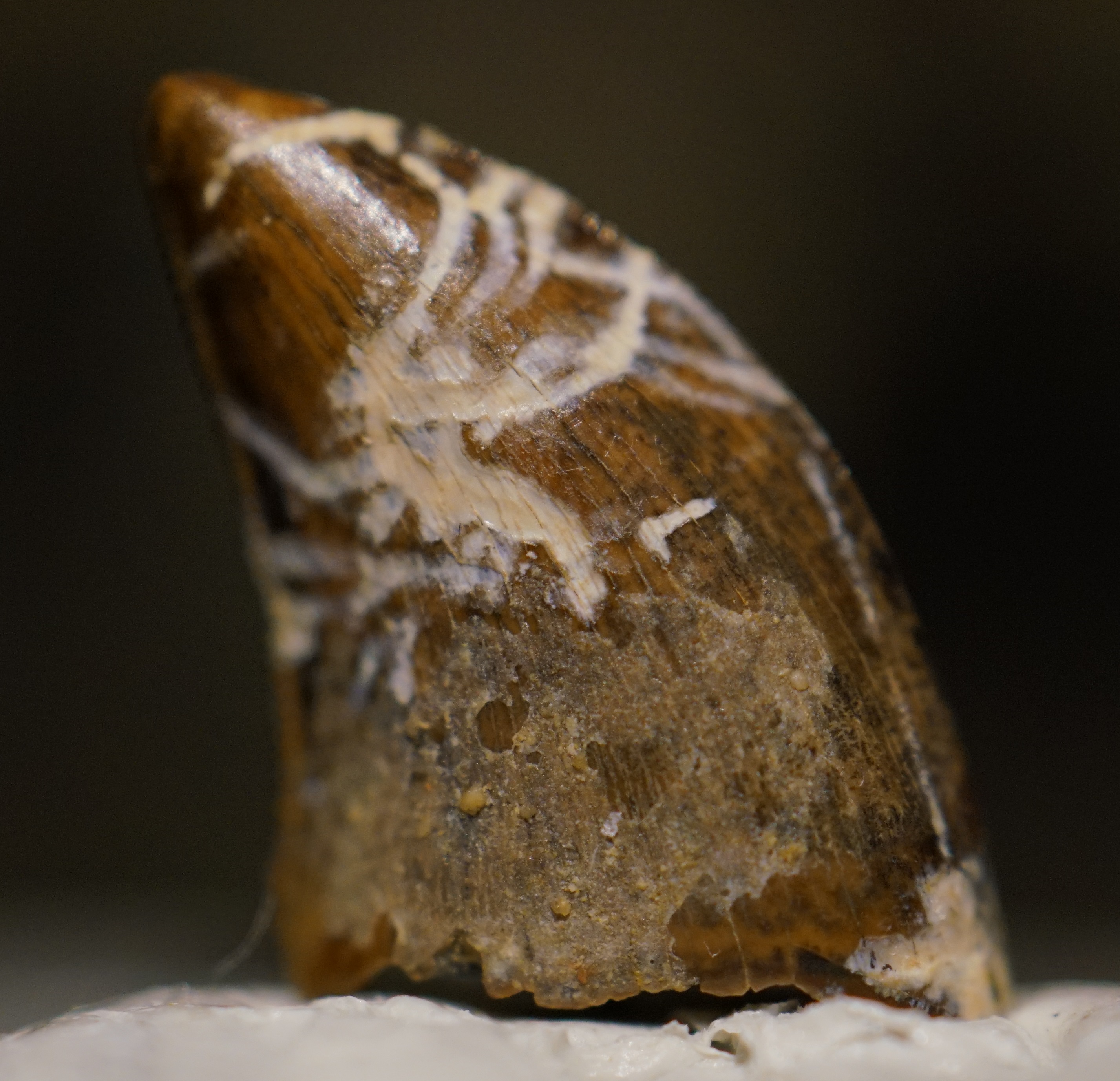 Theropod Tooth - Fossil ID - The Fossil Forum
