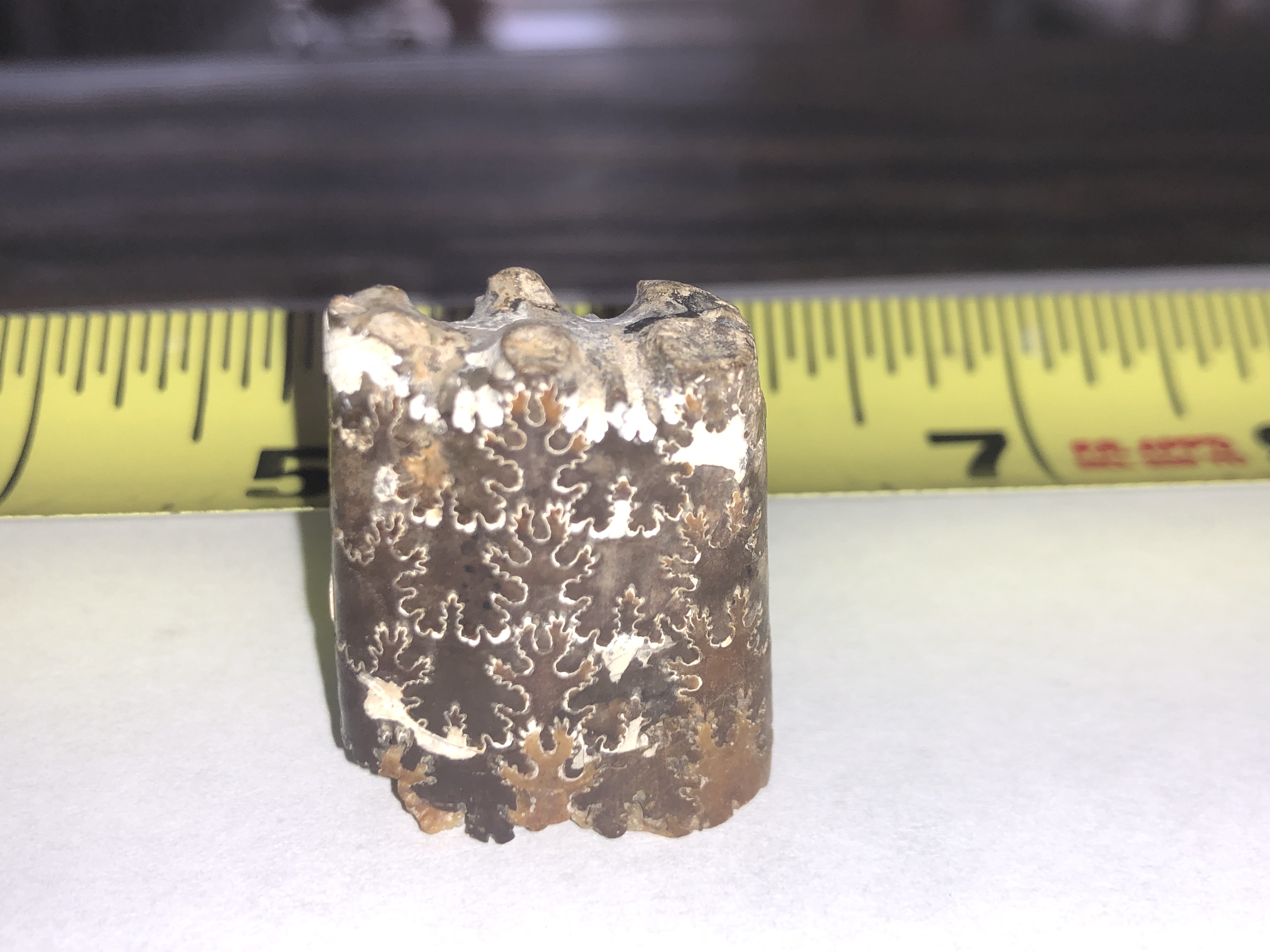 Fossilized Tooth Help Please! - Fossil ID - The Fossil Forum