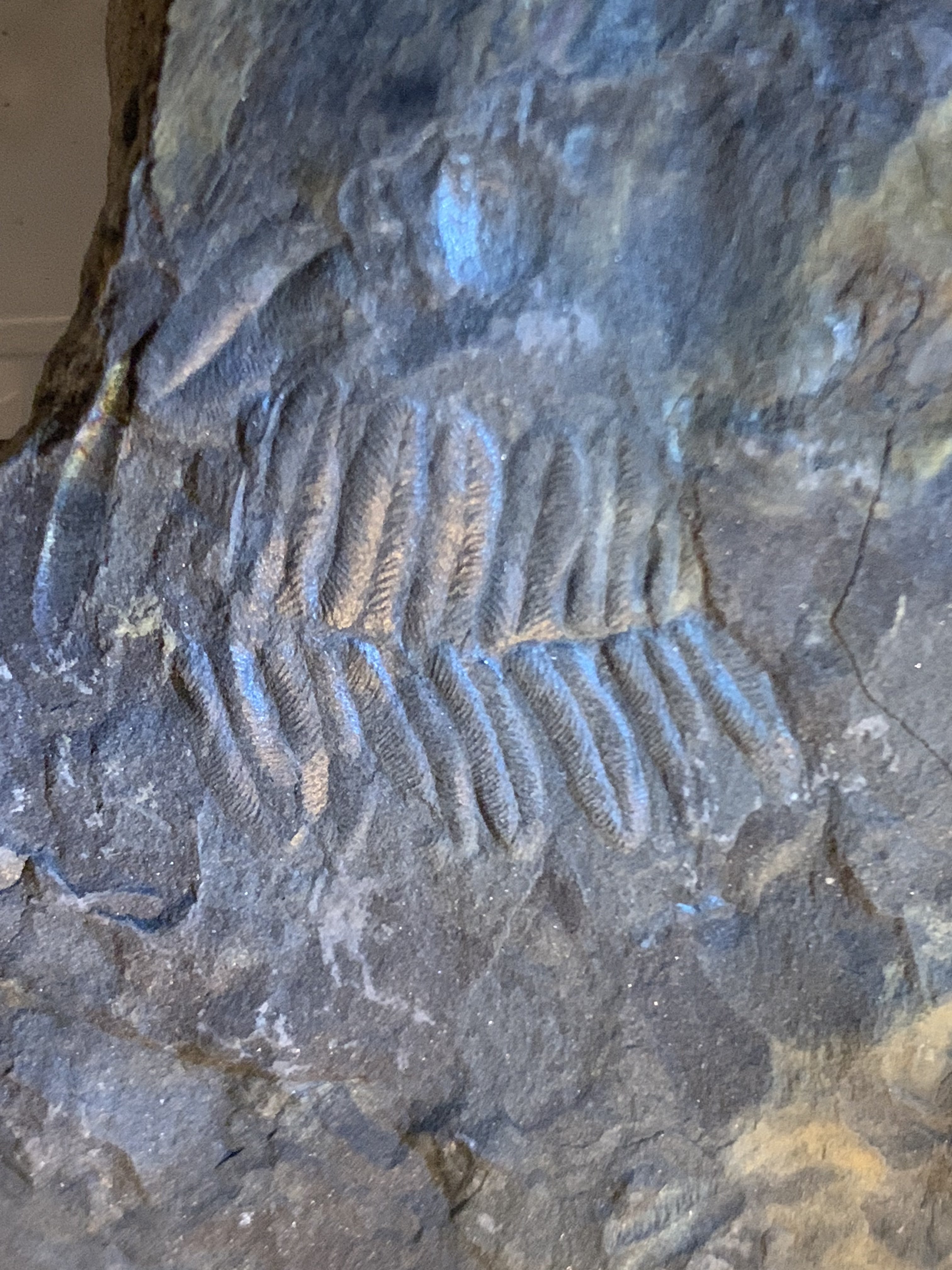 2/9 Pottsville formation Pennsylvania - Fossil ID - The Fossil Forum