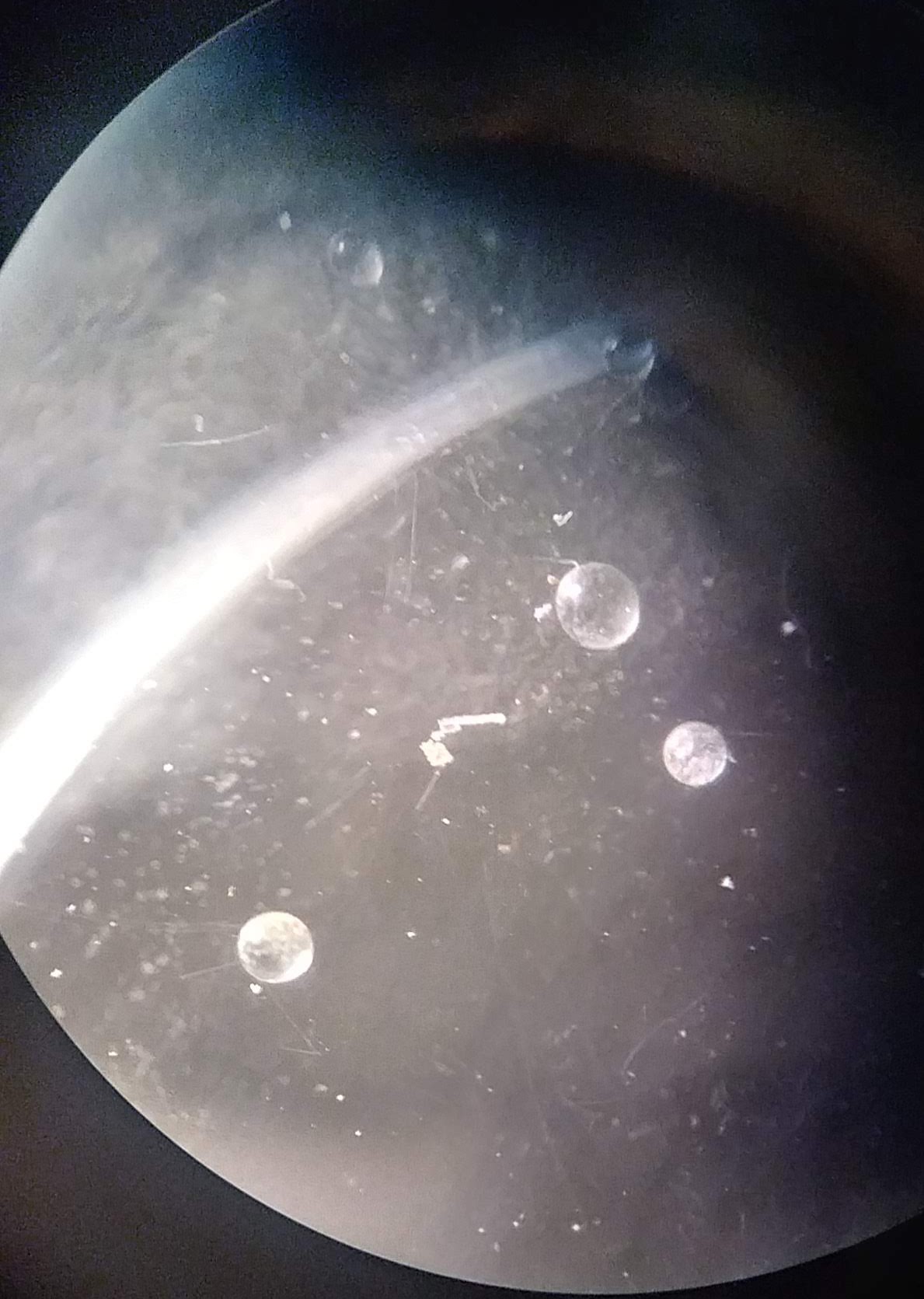 Microscopic crystal balls - Rocks & Minerals - The Fossil Forum