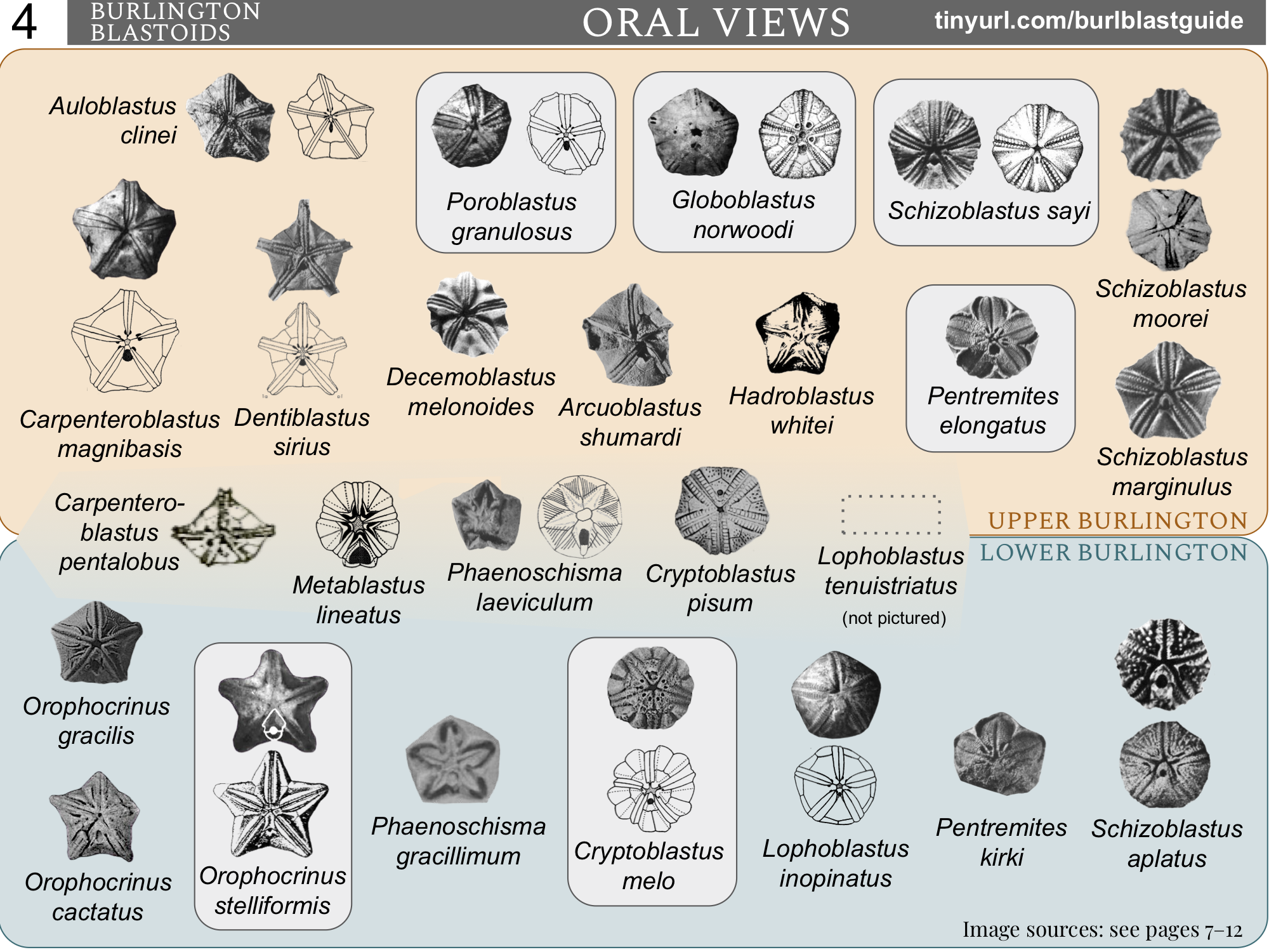 Help request: feedback on layout for blastoid identification guide ...