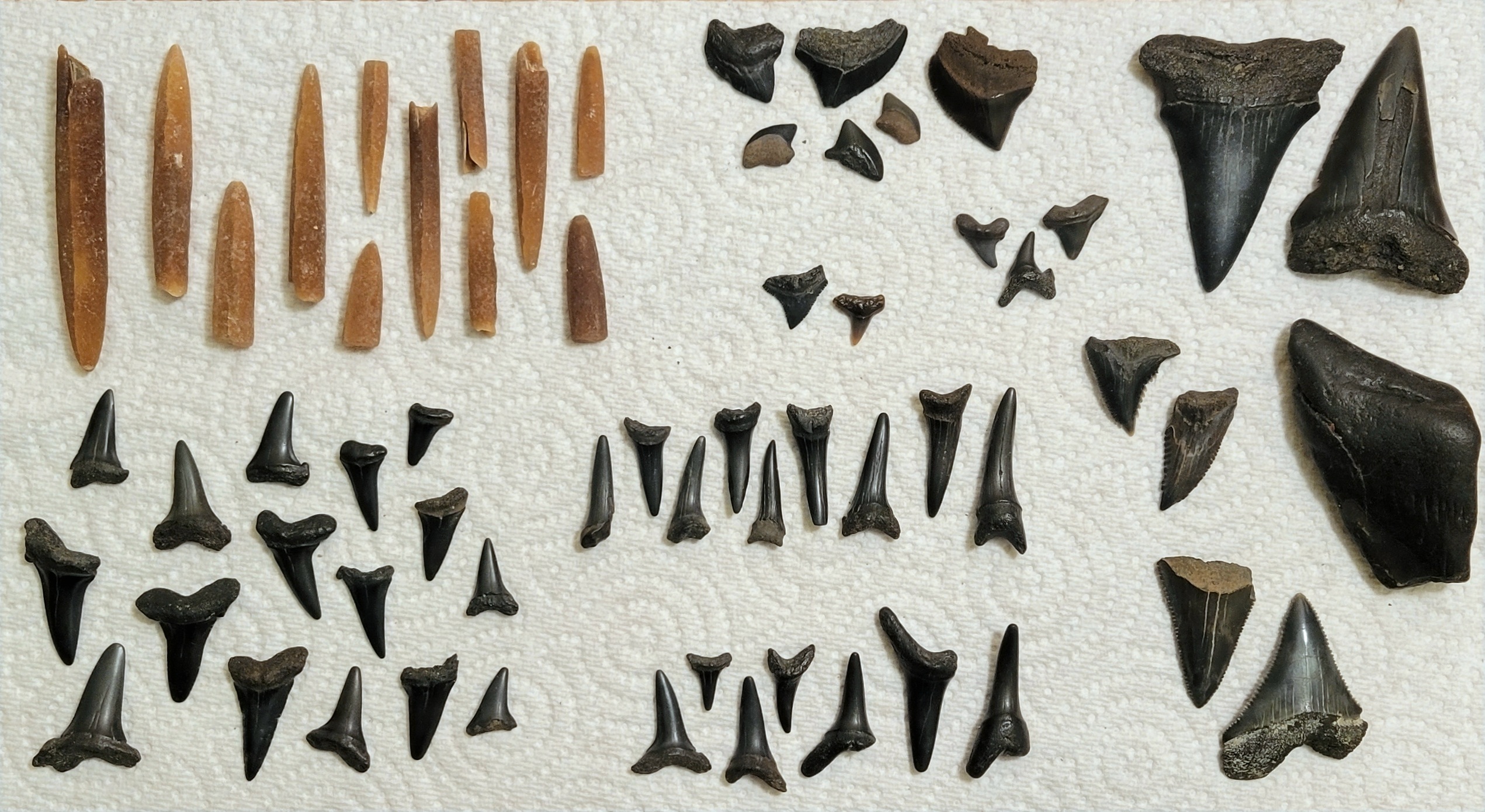 Summerville/Greens Mill Run side trip - Fossil Hunting Trips - The ...