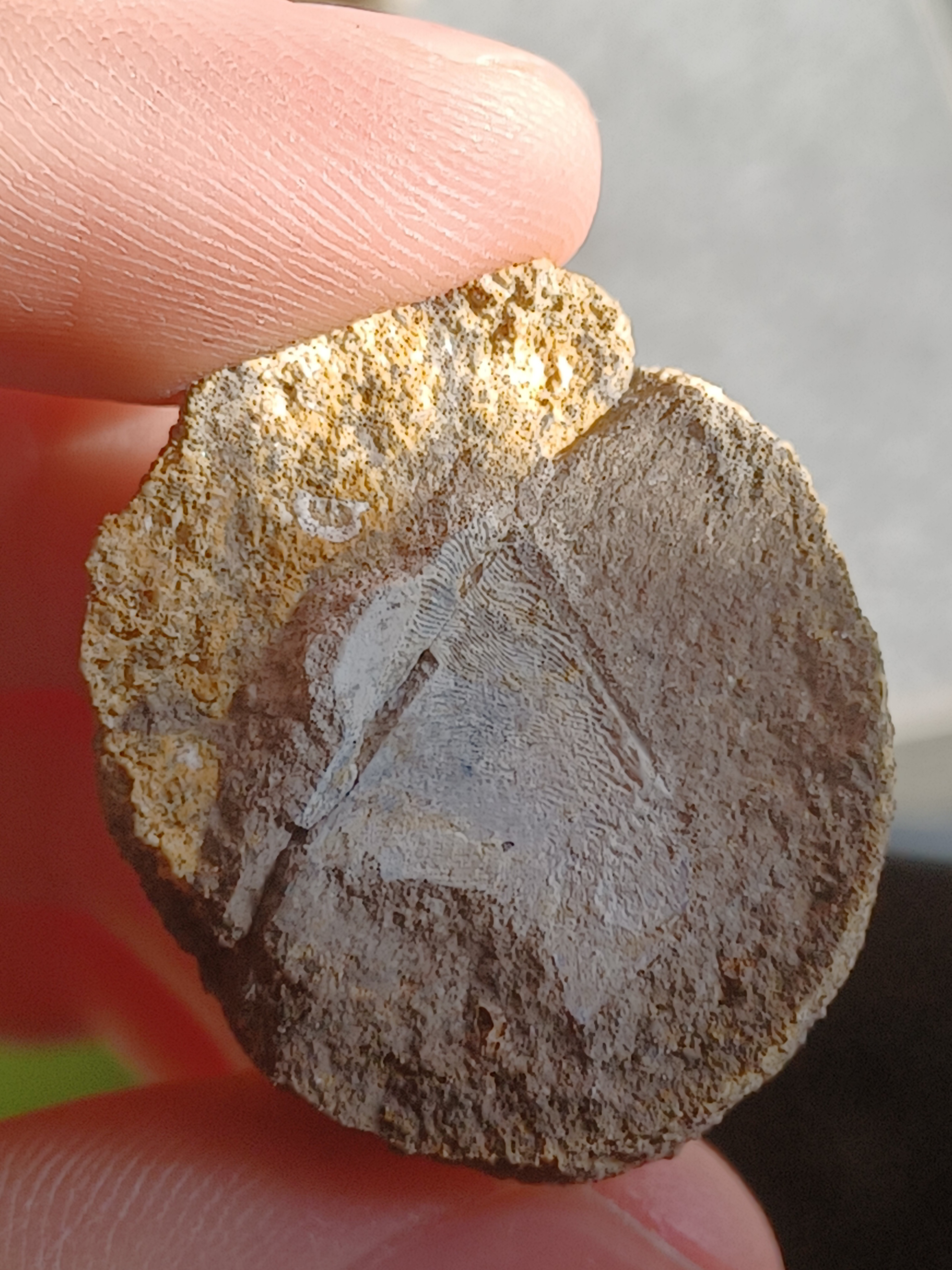 My boldest claim yet, Is this a small Chunk of Listracanthus? or Bias ...