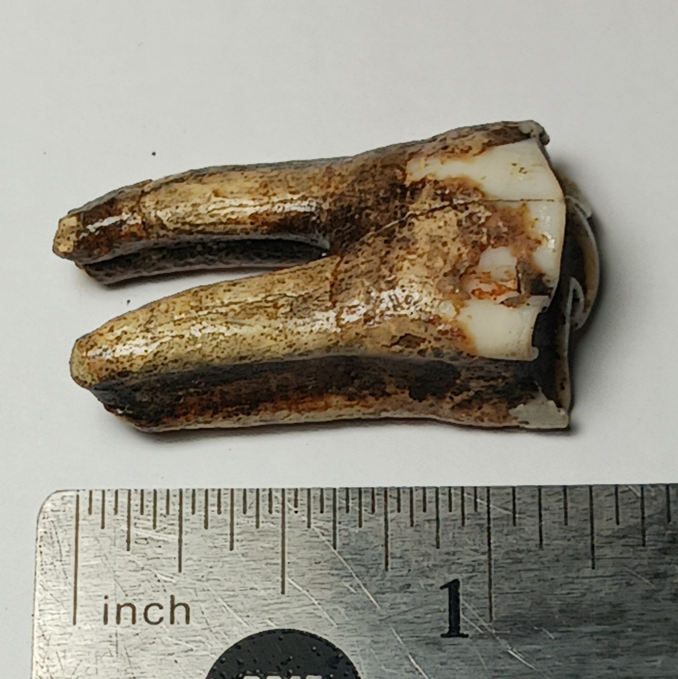 Small Texas tooth - Fossil ID - The Fossil Forum