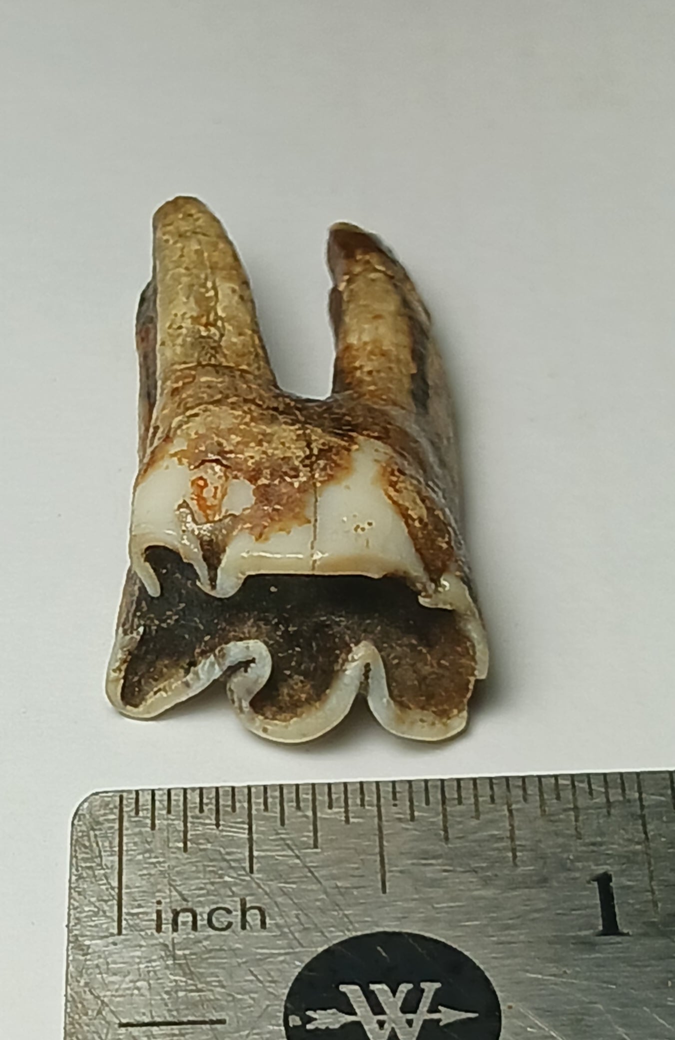 Small Texas tooth - Fossil ID - The Fossil Forum