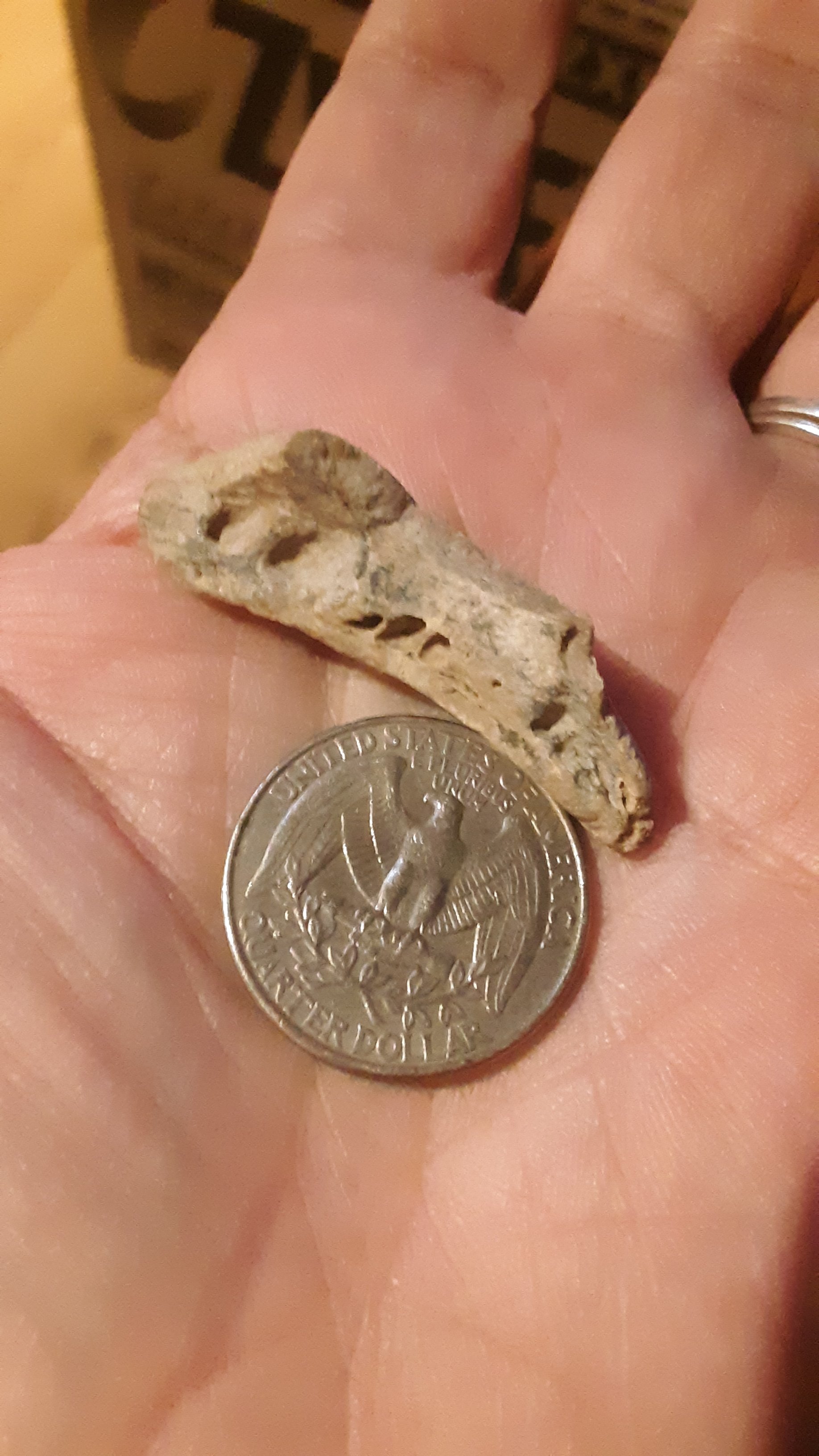 More Gravel pile finds from the Brazos - Fossil ID - The Fossil Forum