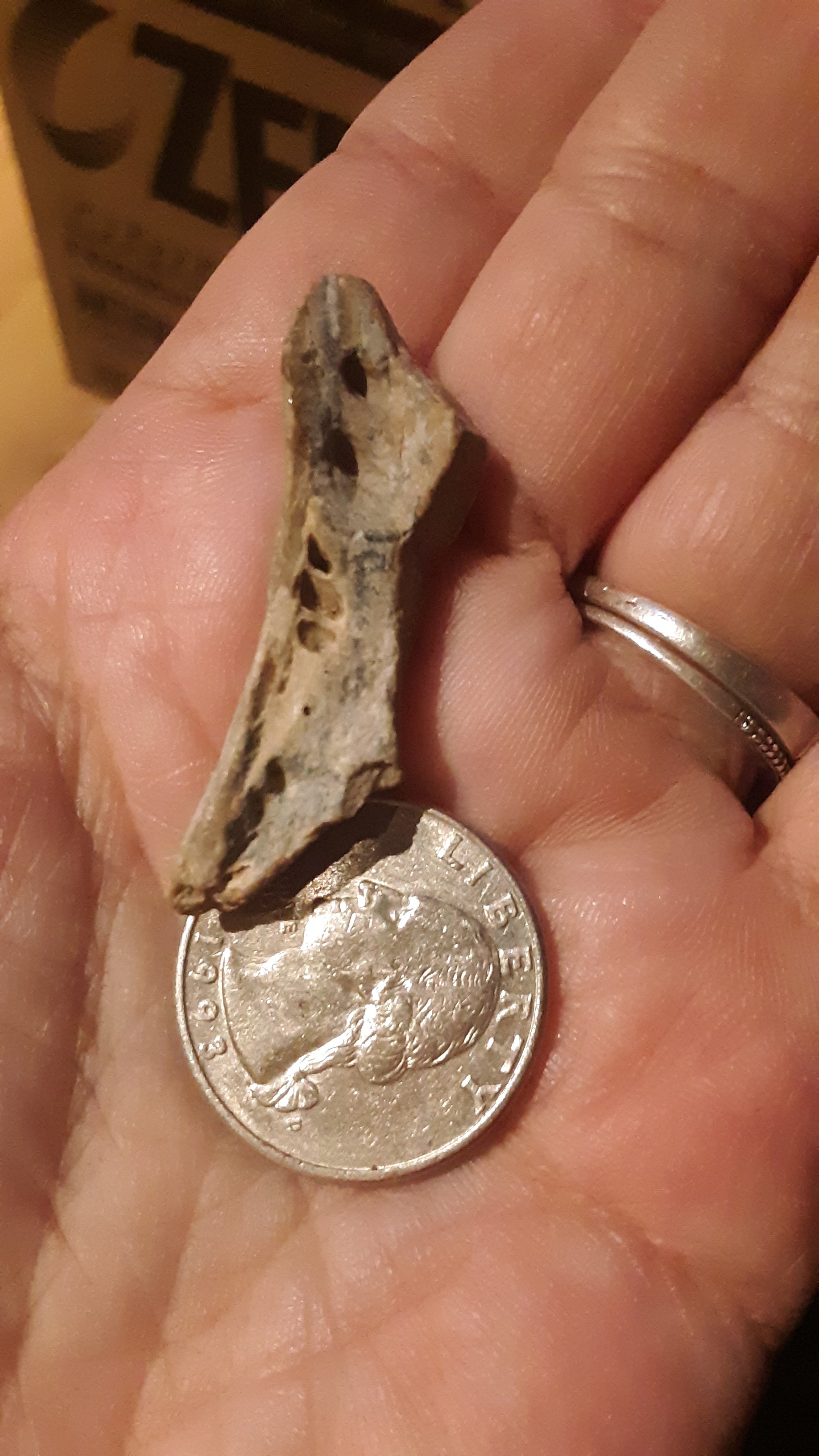 More Gravel pile finds from the Brazos - Fossil ID - The Fossil Forum