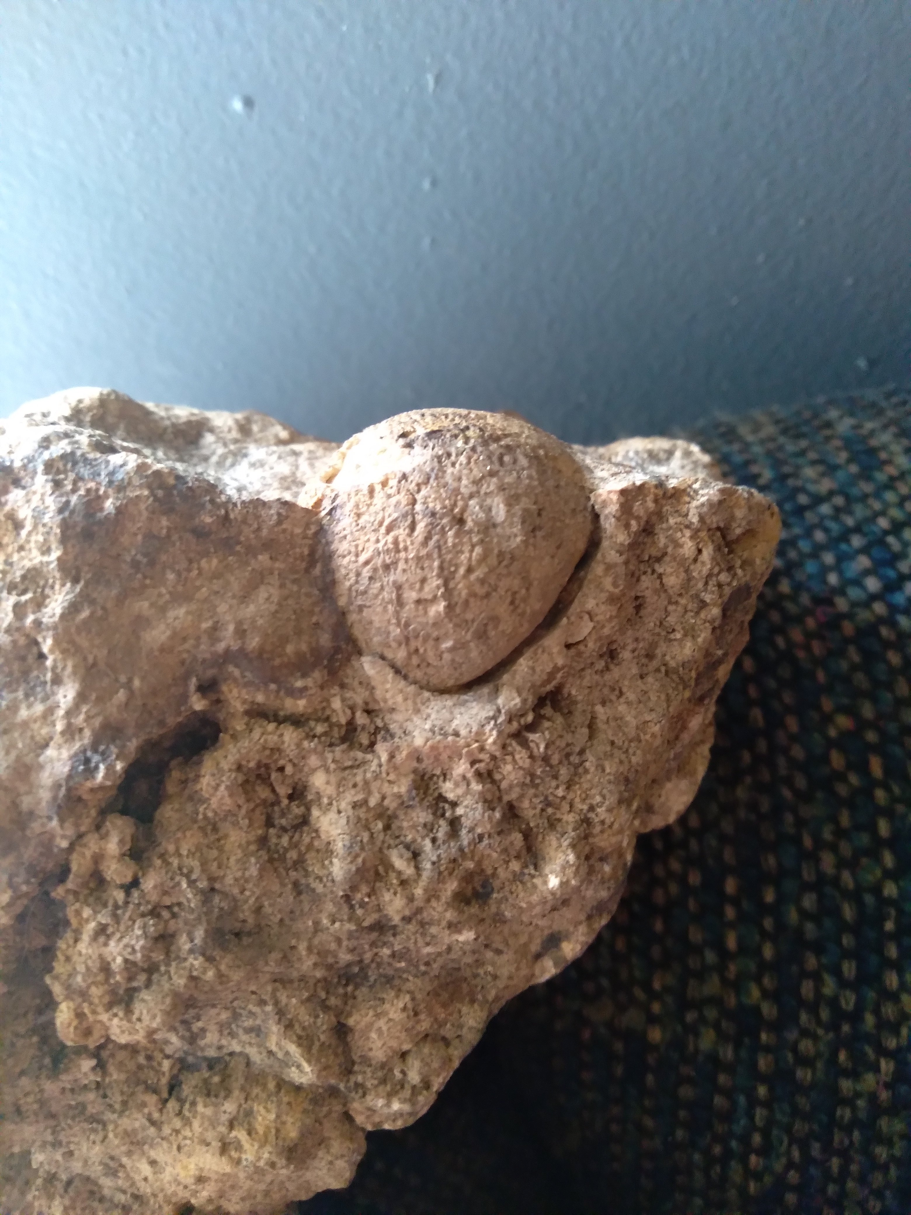 Possible Eyeball ?? - Fossil ID - The Fossil Forum