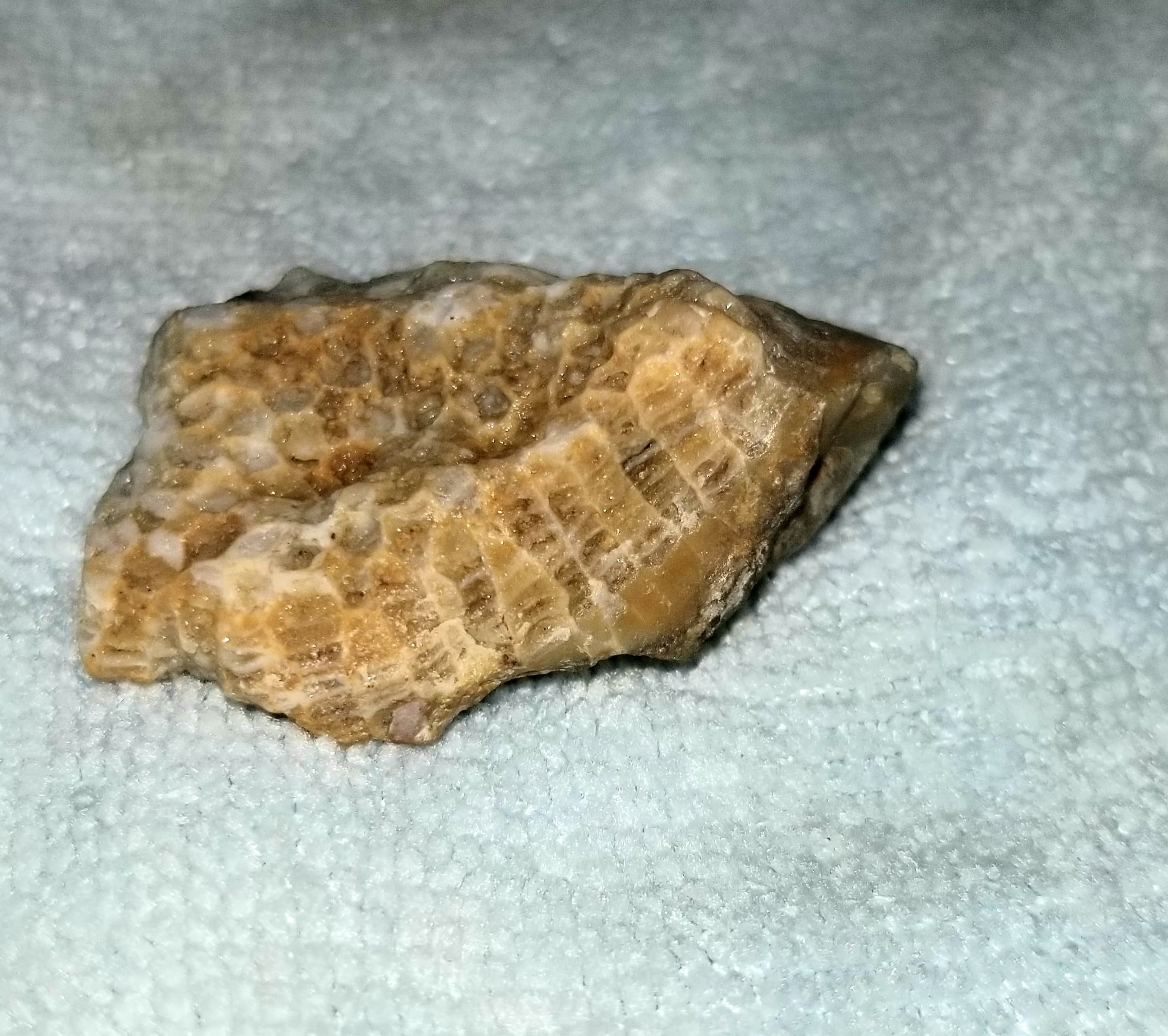 Snake Head? - Fossil ID - The Fossil Forum