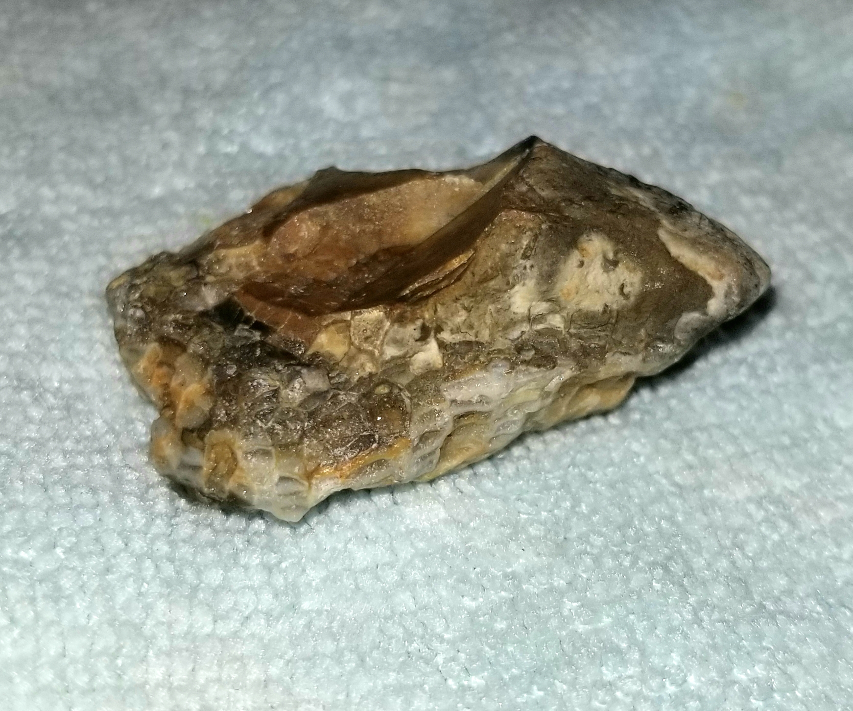 Snake Head? - Fossil ID - The Fossil Forum