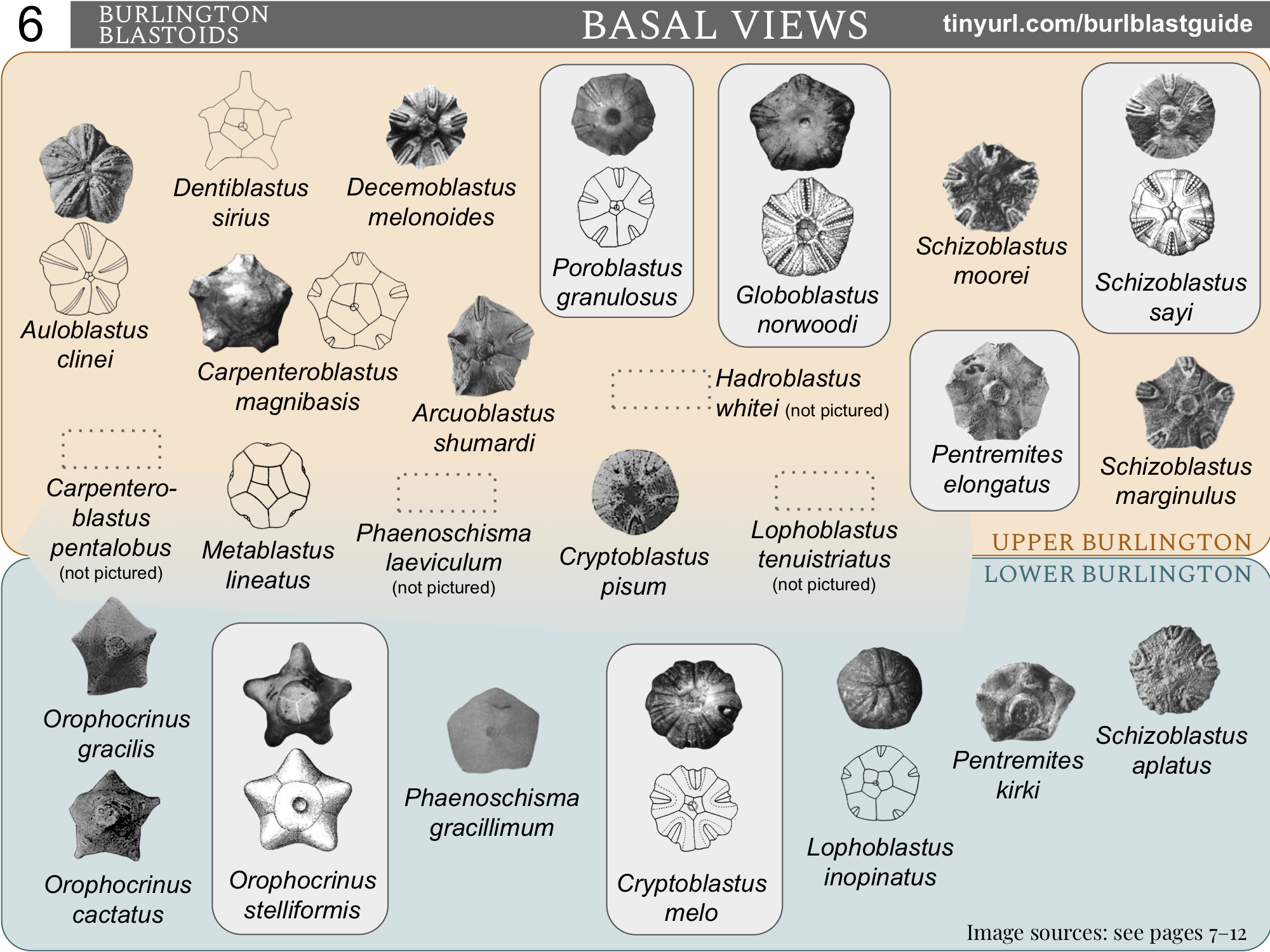 Help request: feedback on layout for blastoid identification guide ...