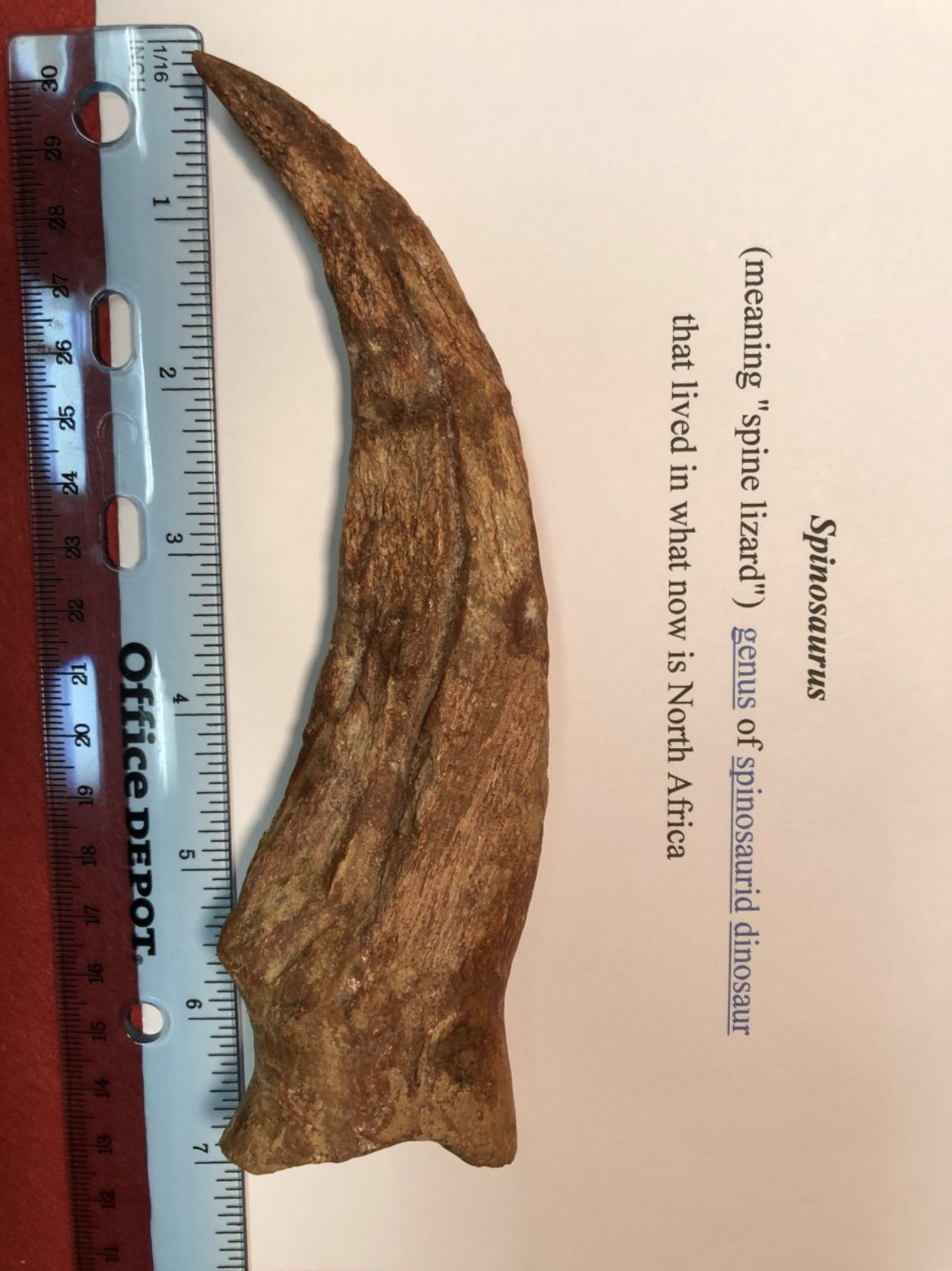Is it real? Spinosaurus hand claw & finger bone - Is It Real? How to ...